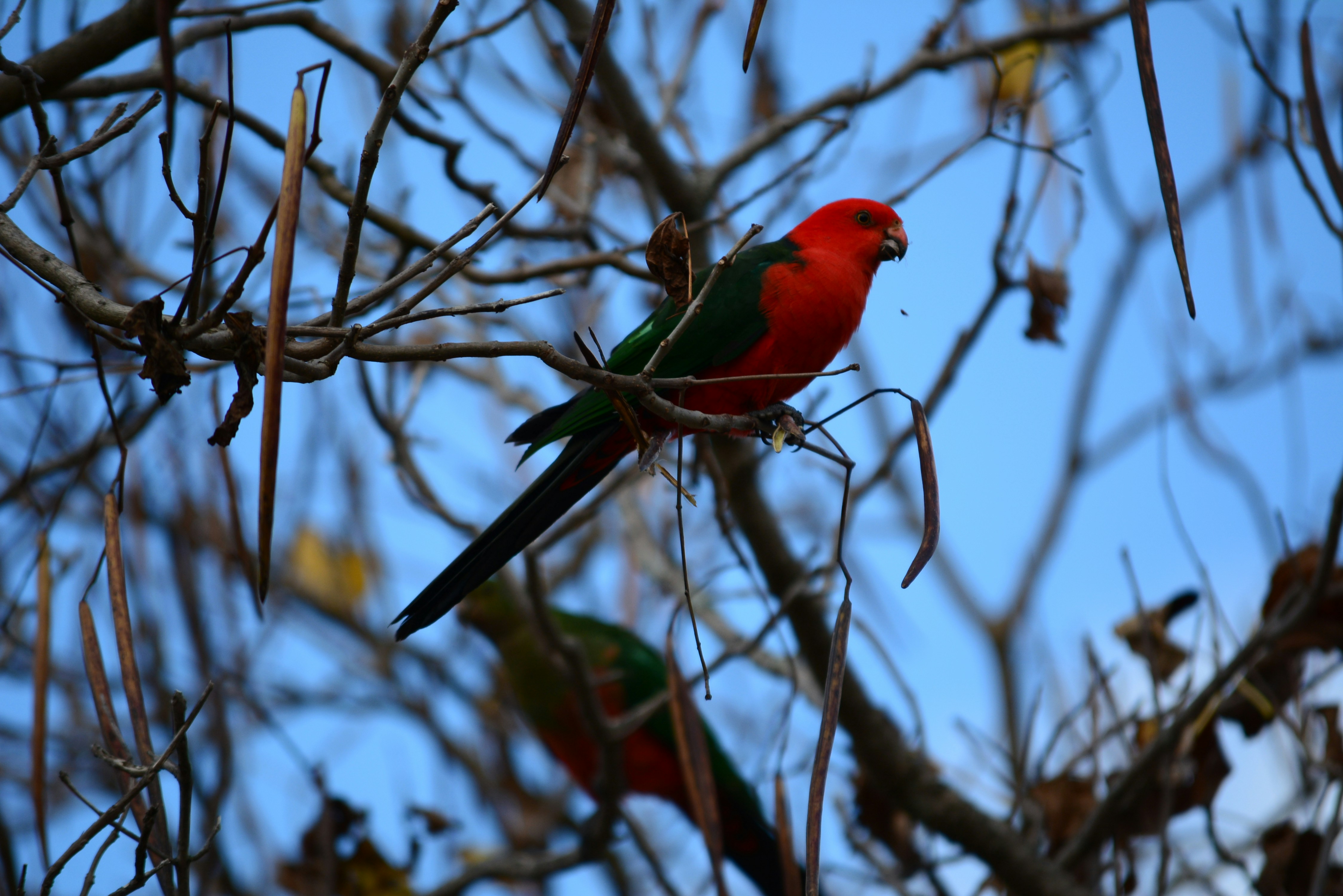 a red bird on a tree branch