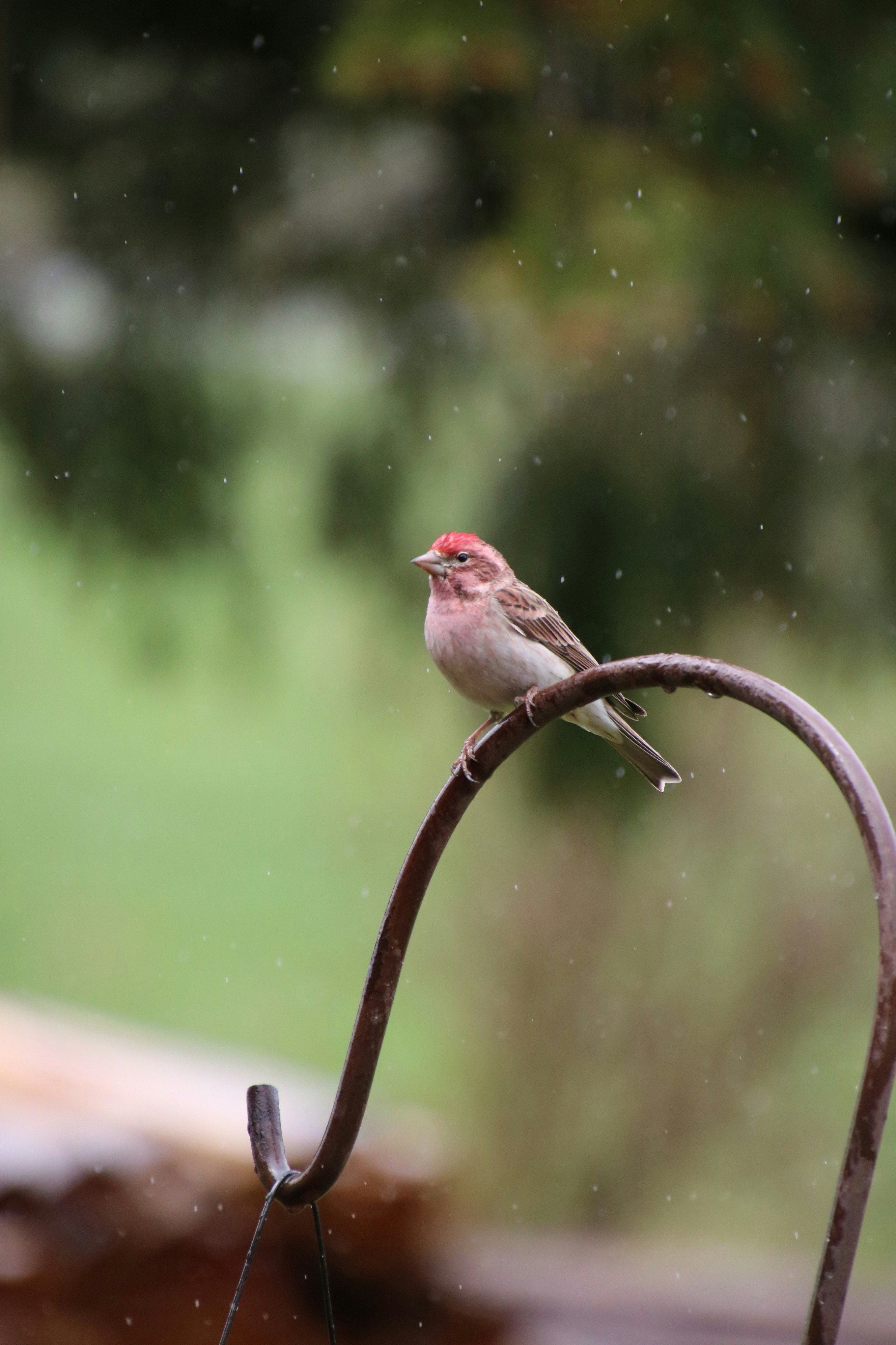 Crimson-headed finch perches on a curved iron arc under light rain