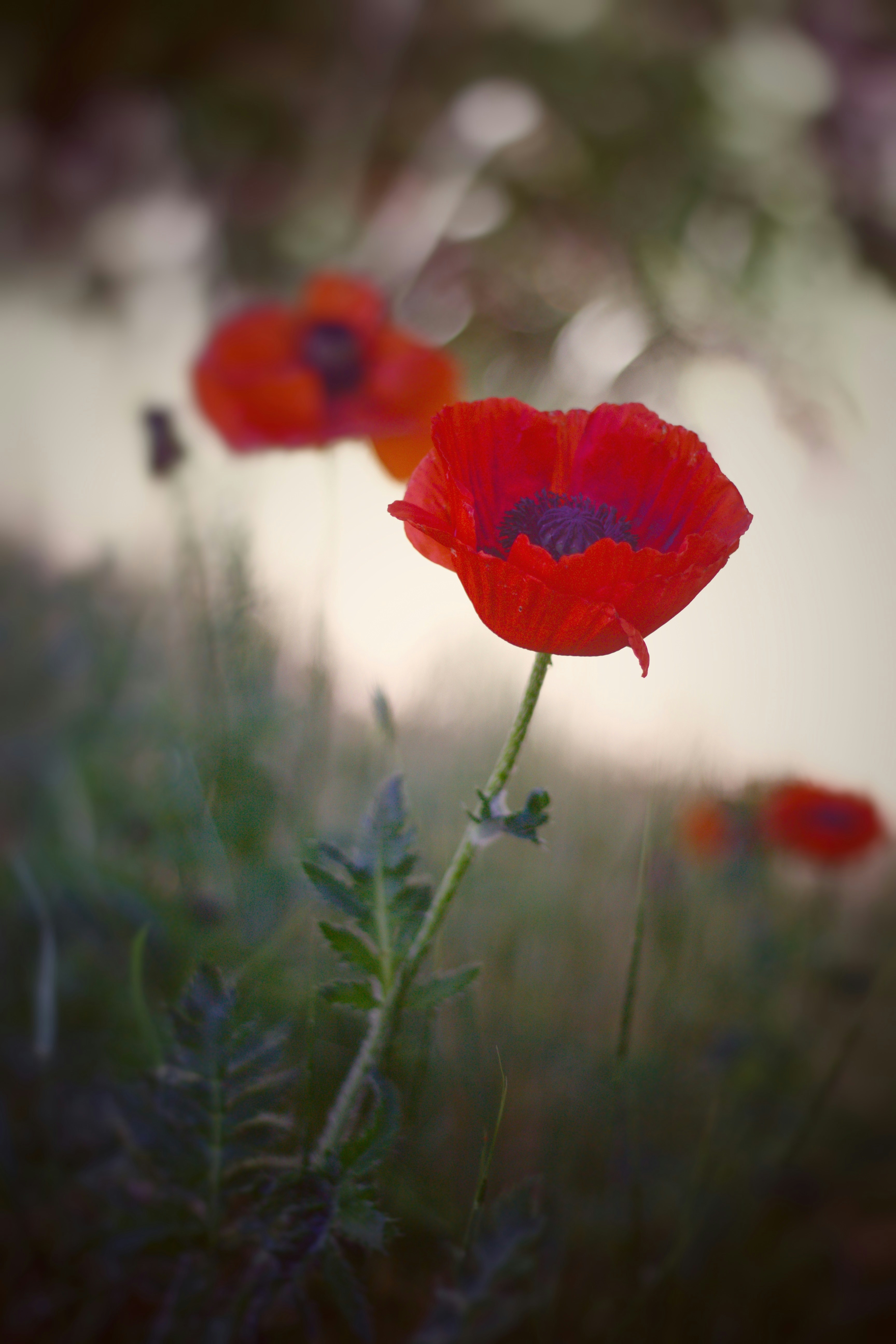 Crimson Poppy in Soft Focus: A Sunlit Meadow Portrait