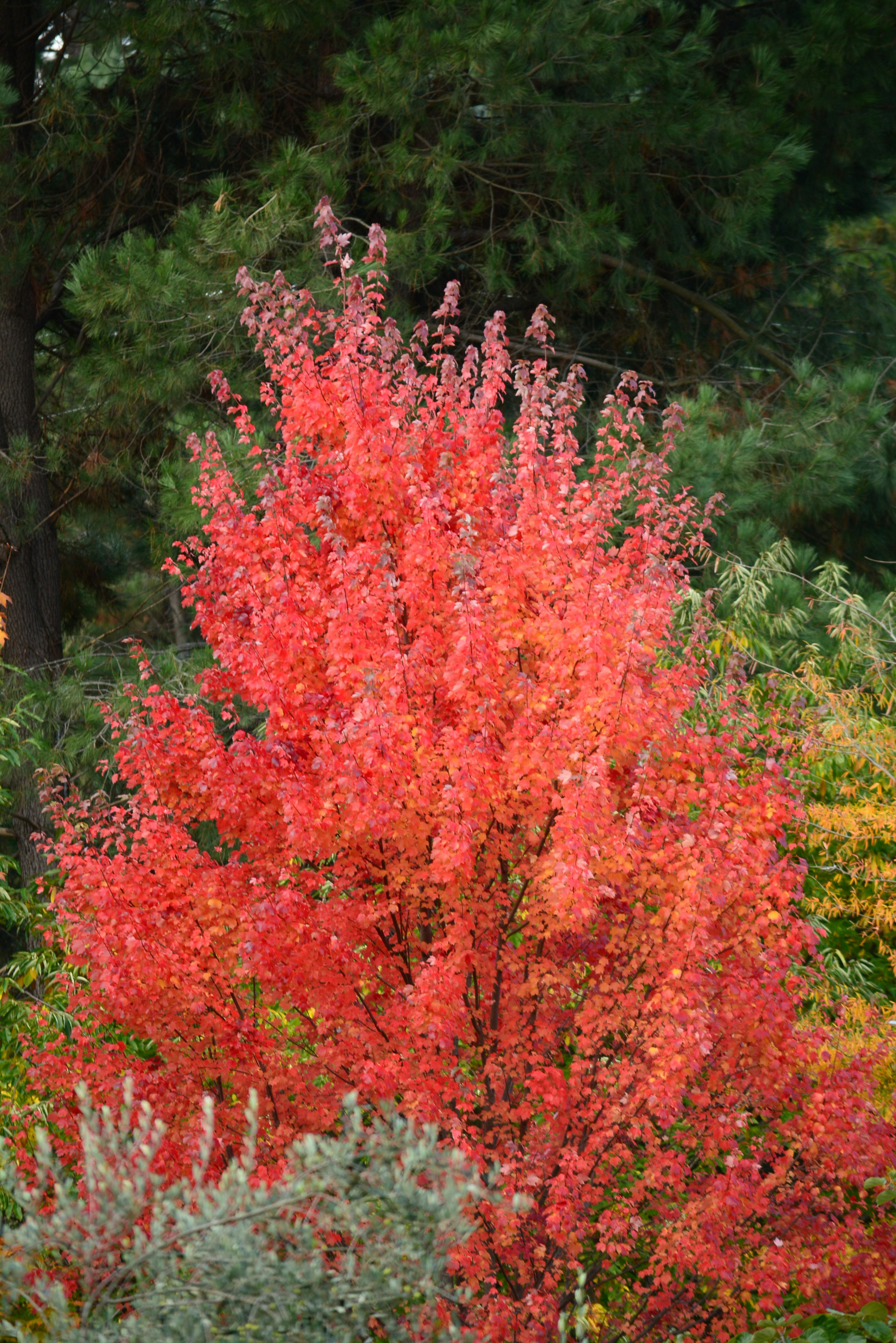 Vibrant red and orange leaves of a tree stand out against a backdrop of green foliage, showcasing the beauty of autumn. The scene captures the essence of seasonal change.