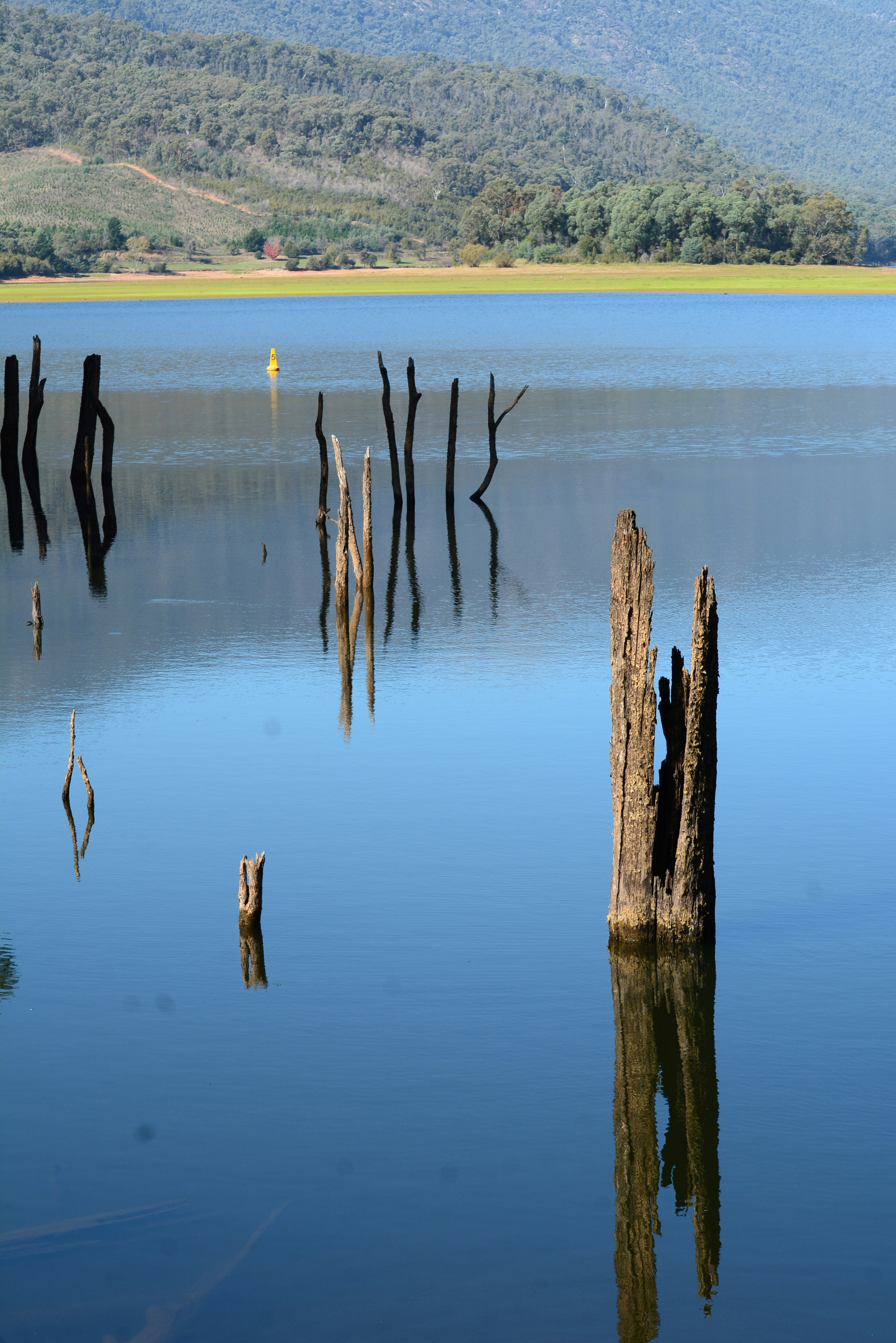 Weathered tree stumps rise from a tranquil lake, mirrored perfectly in the still water, surrounded by lush greenery and distant hills.