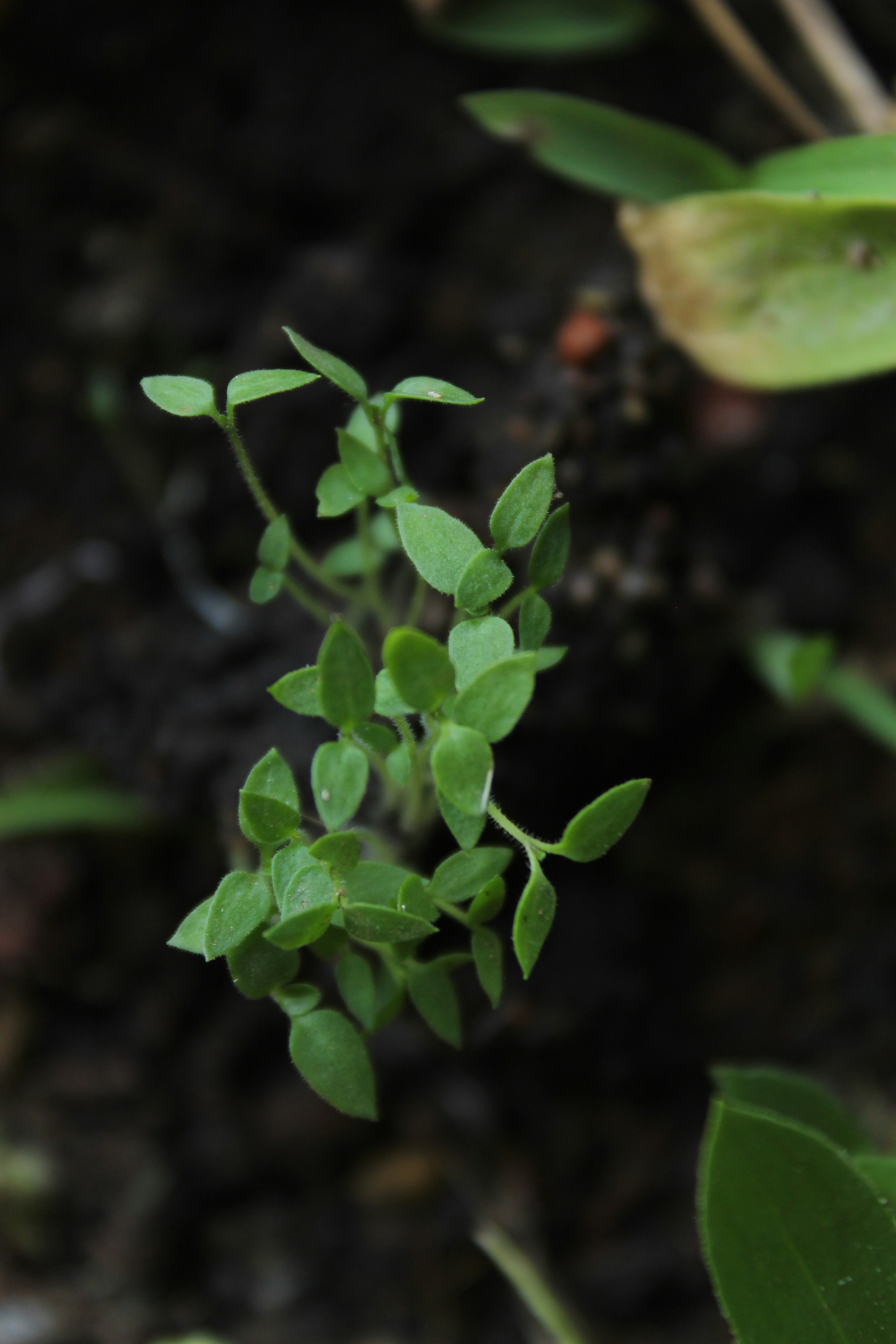 A close-up of a young plant sprouting from rich soil, showcasing its delicate leaves and vibrant green color.