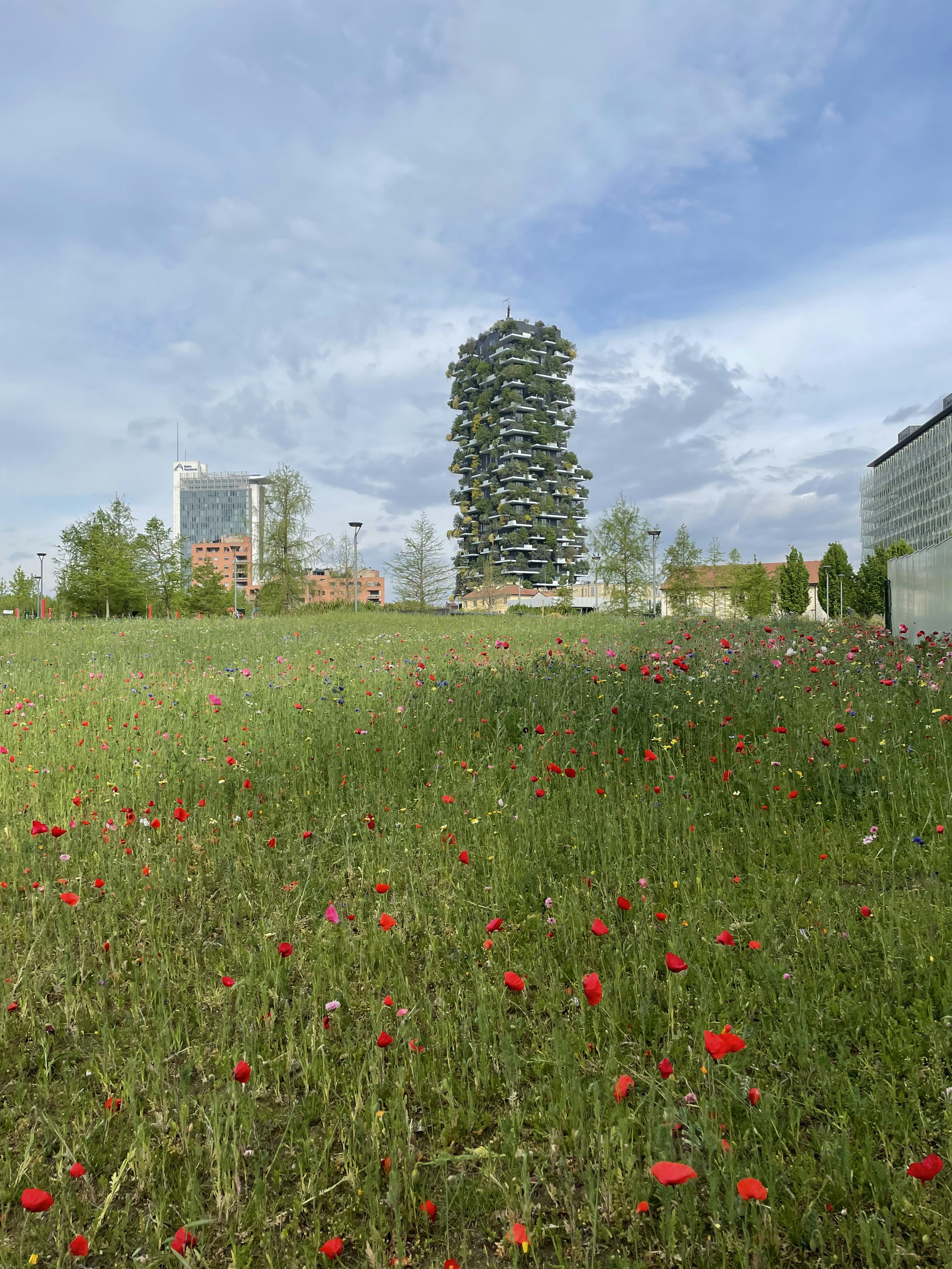 A field of flowers with buildings in the background photo – Free Milano ...
