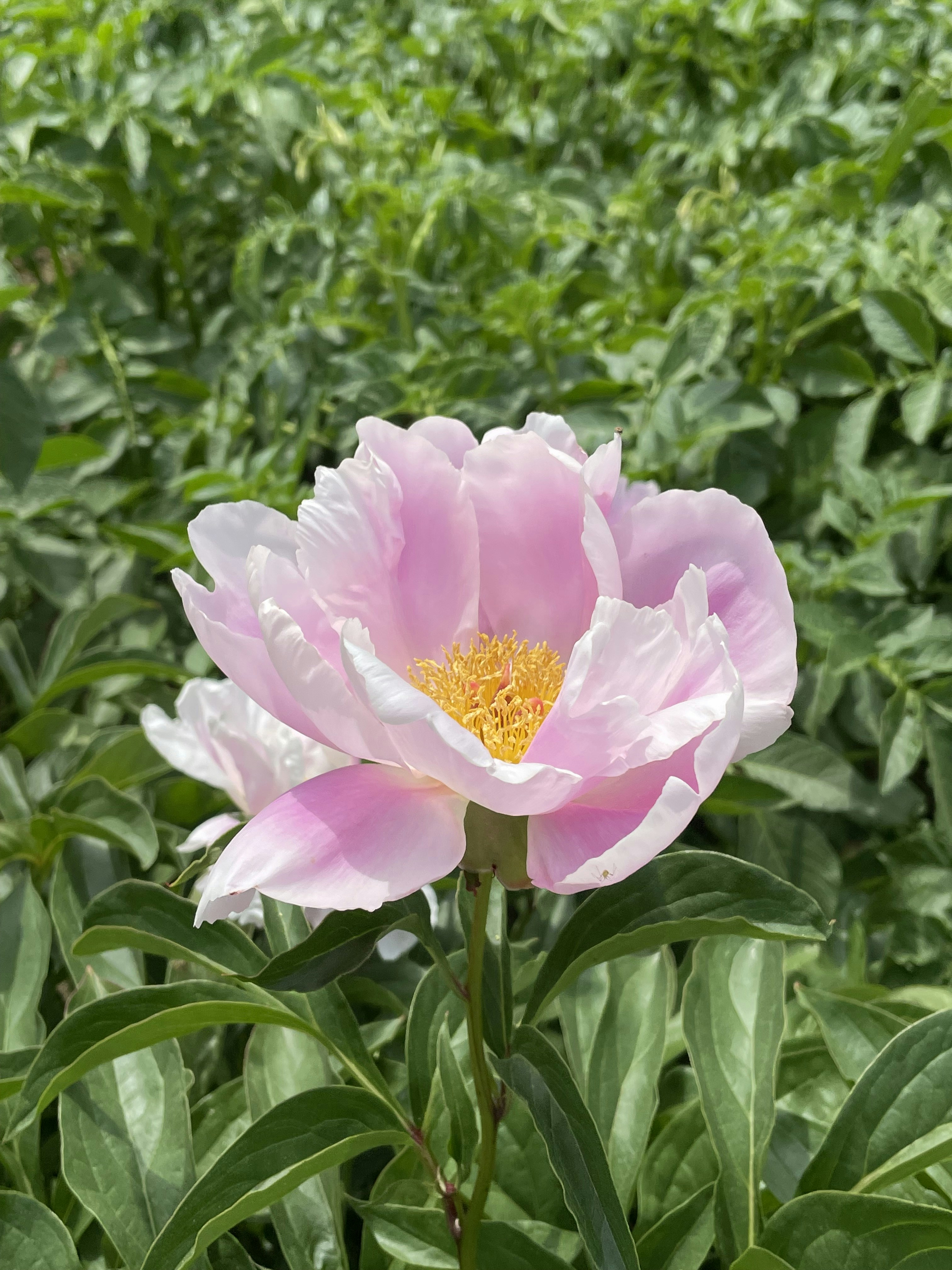 작약