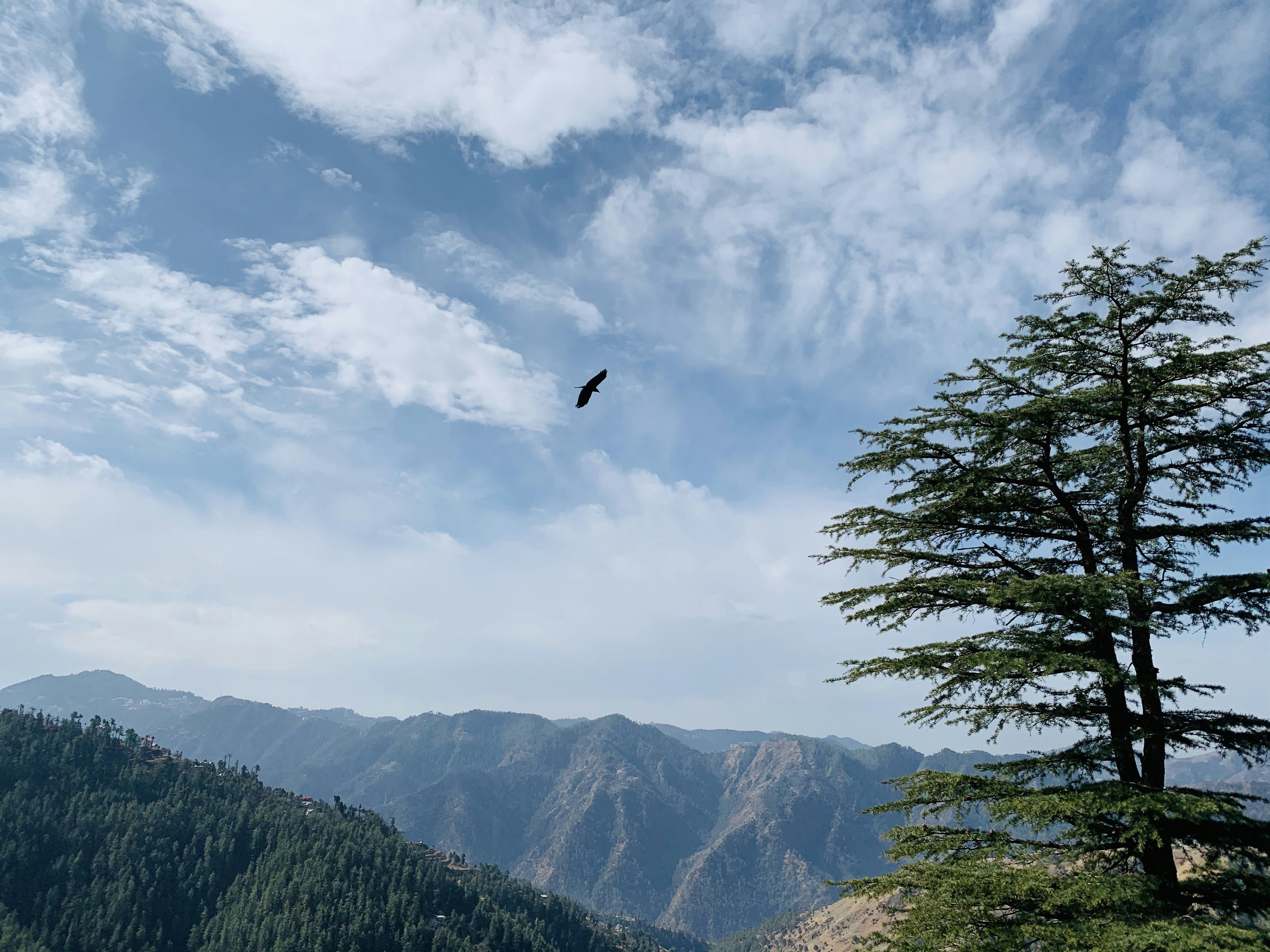 Hawk Against the Alpine Blue: Flight Over the Crest