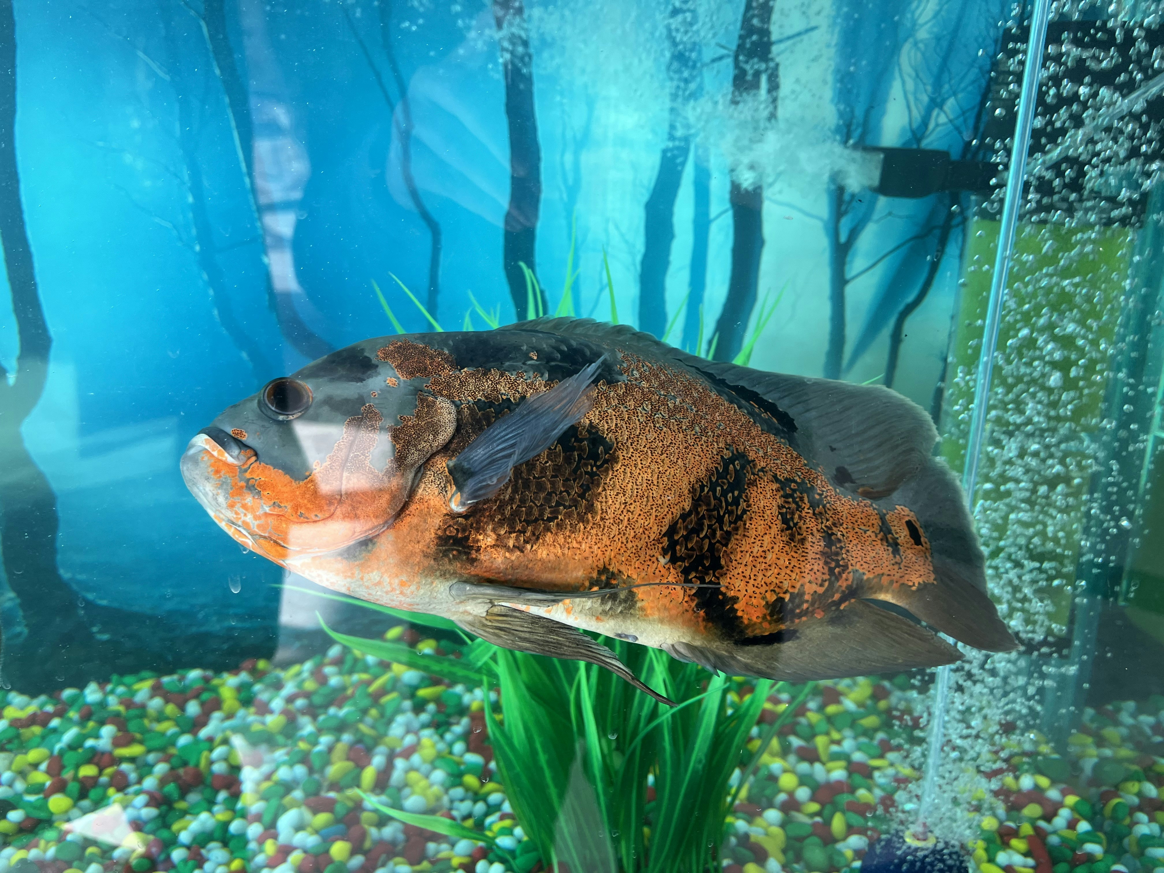 Amber Parrotfish Navigating a Bubble-Rippled Tank
