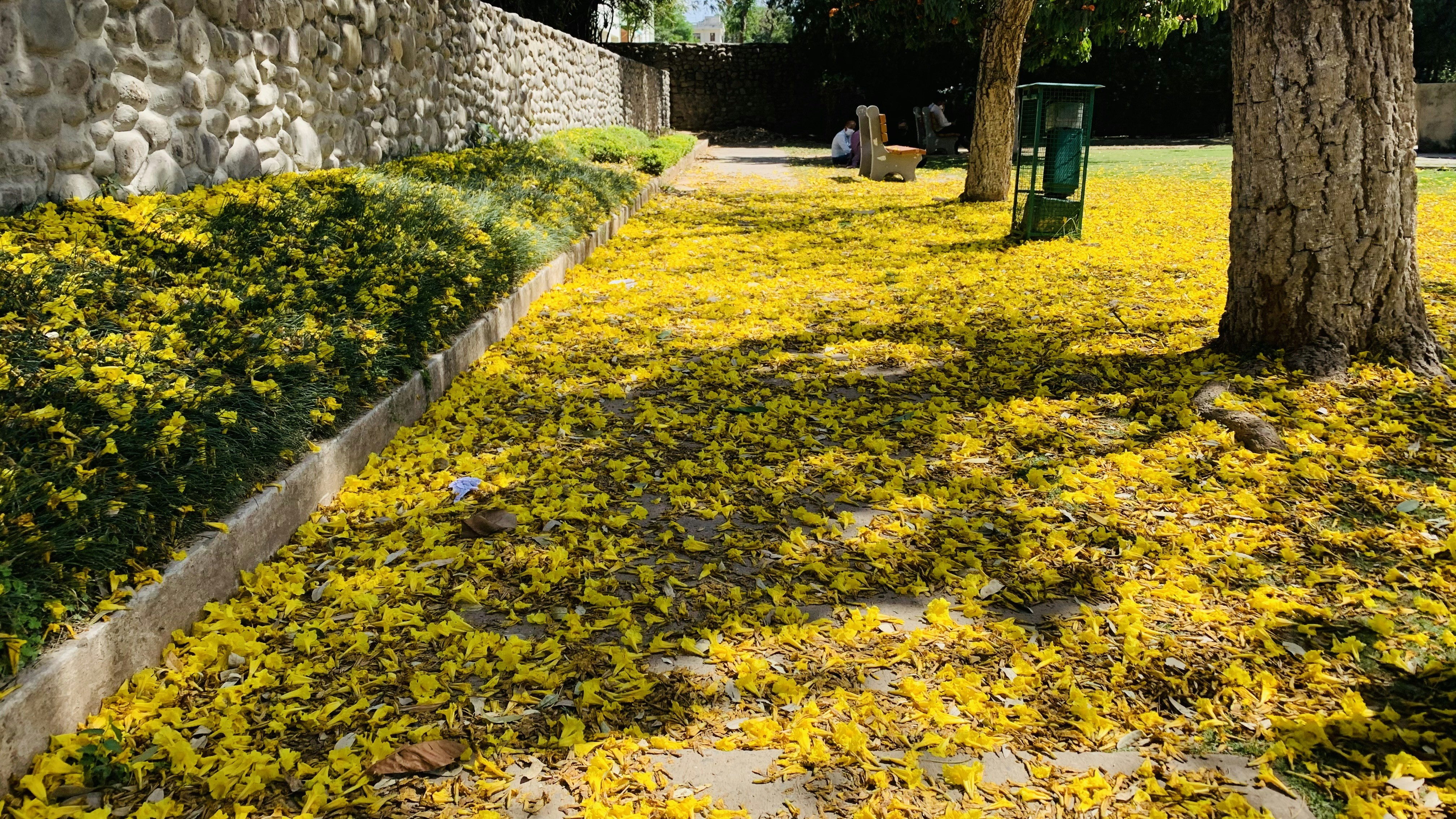 And the yellow flowers welcome us with a flower bed