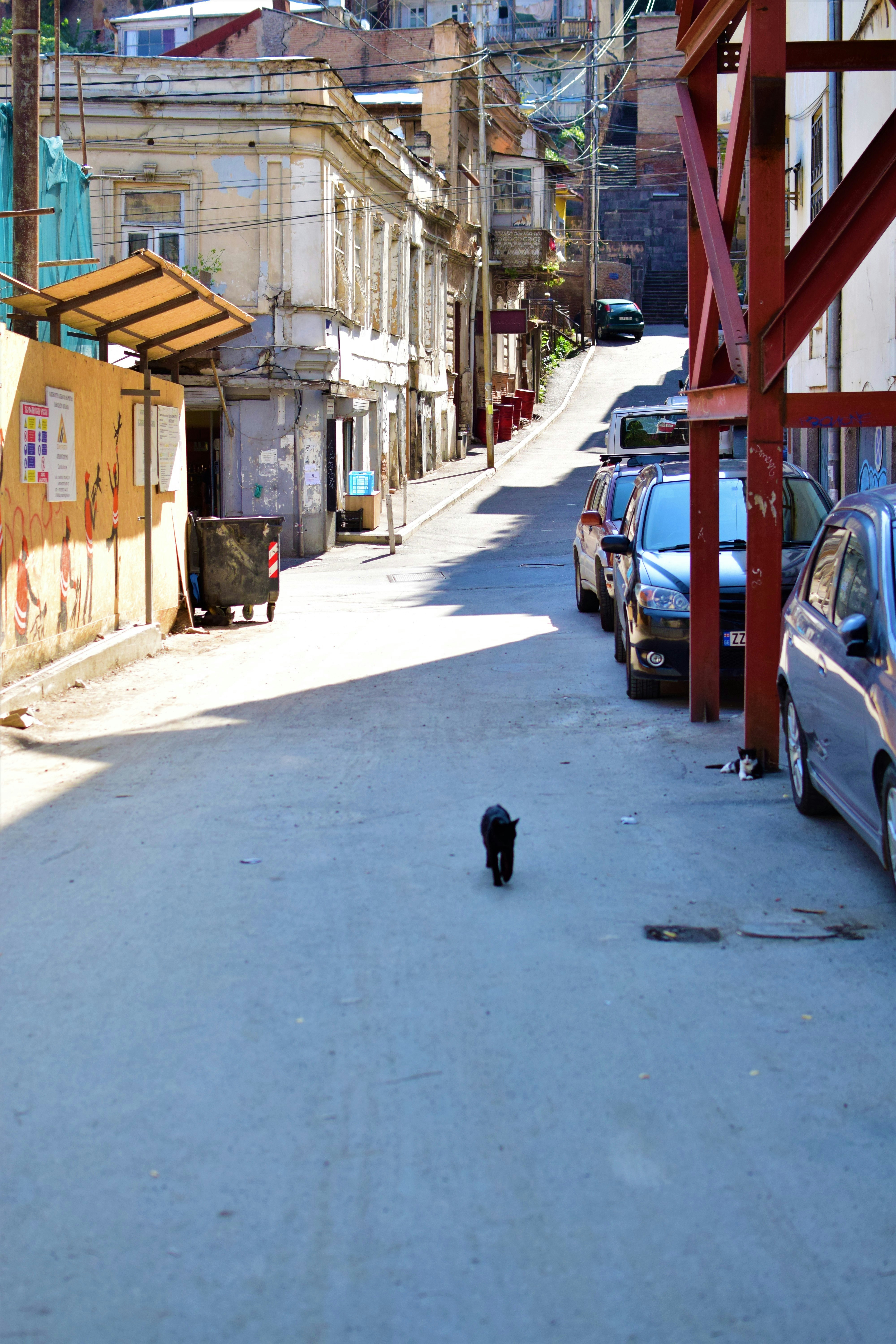 Lonely Black Cat Traverses a Sunlit City Lane Between Weathered Facades