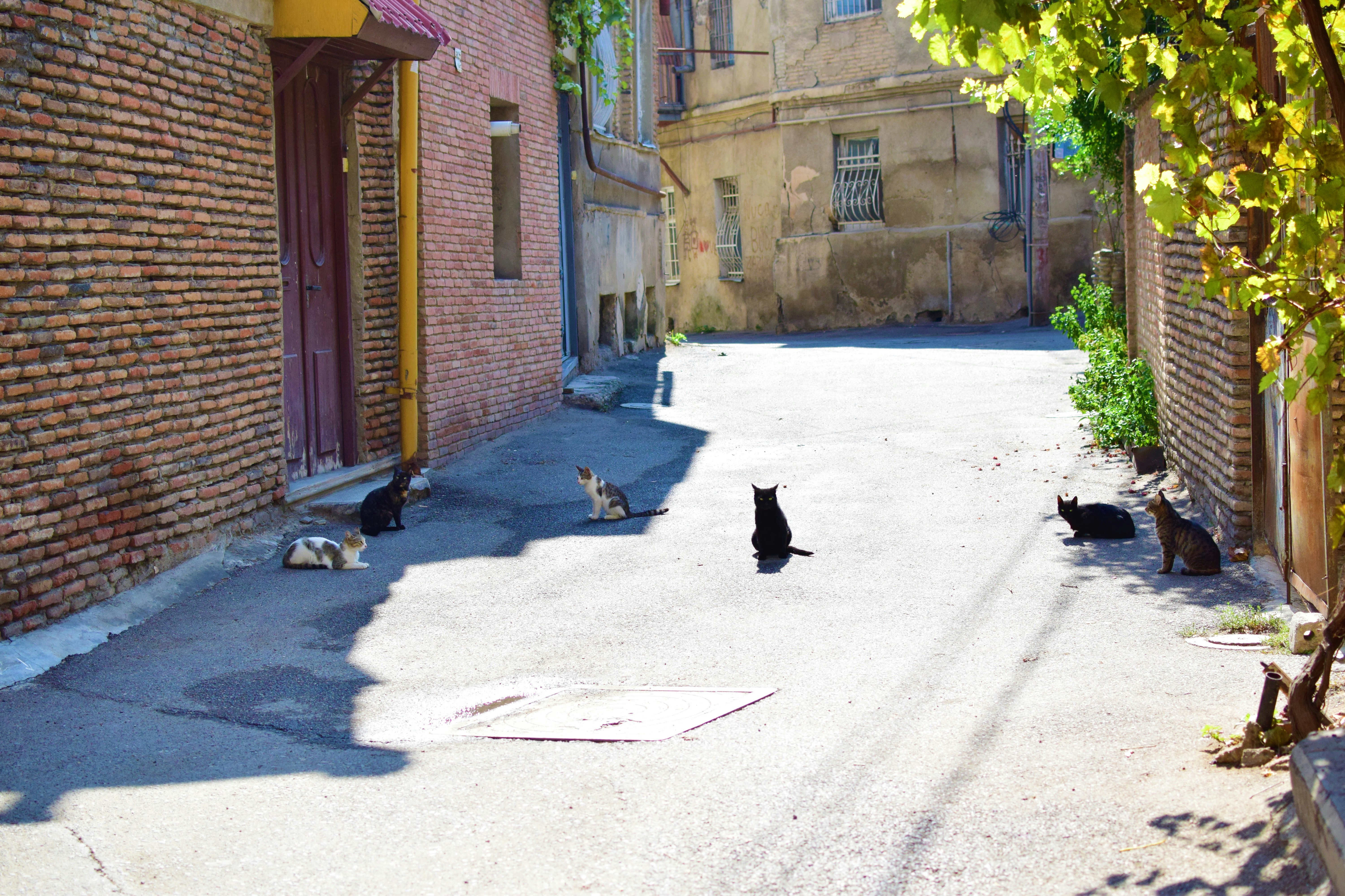 A group of cats sitting on the sidewalk photo – Free Building Image on ...