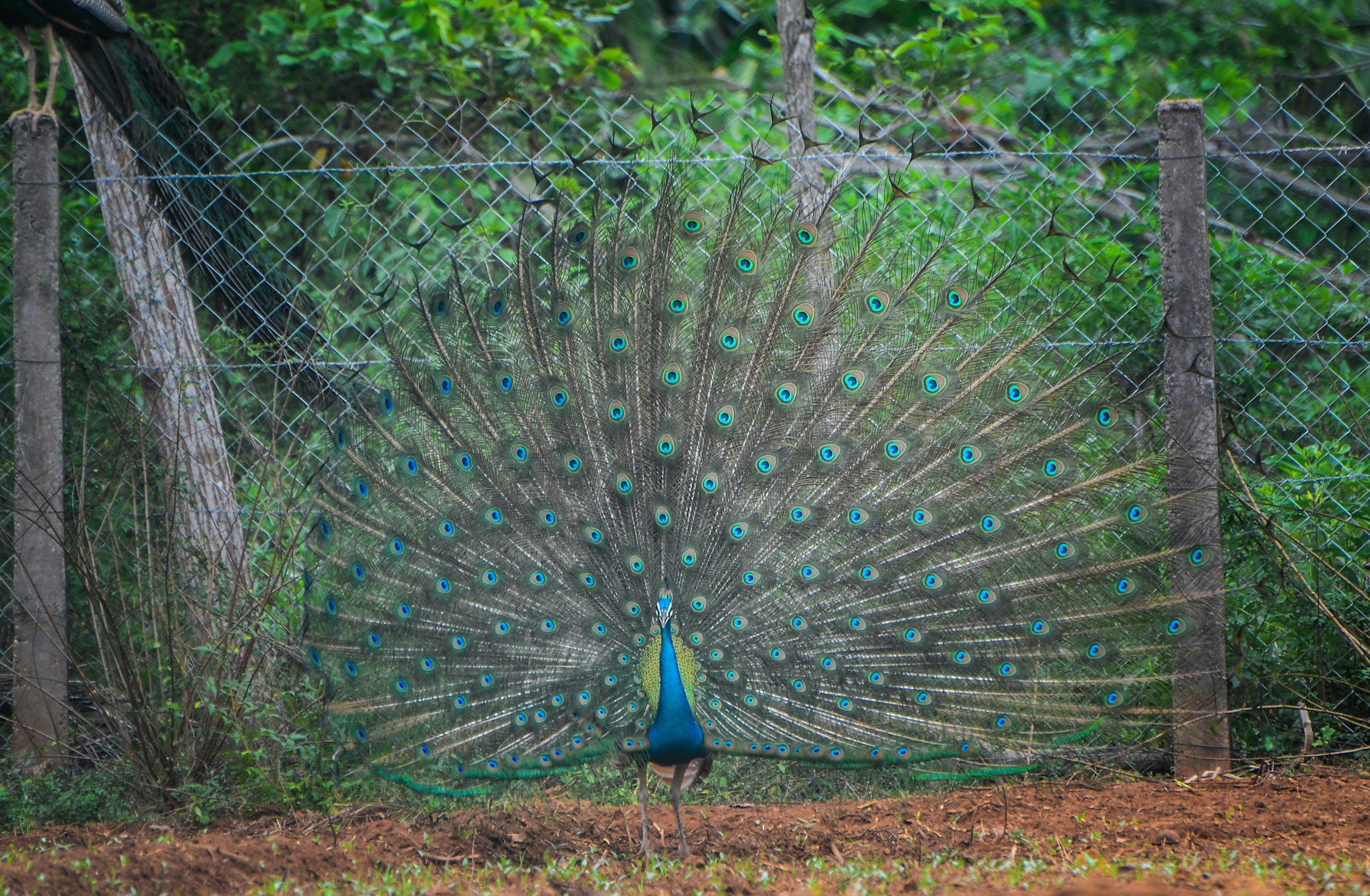 Emerald Spotlight: Peacock Fan Unfurled Behind a Chain-Link Fence