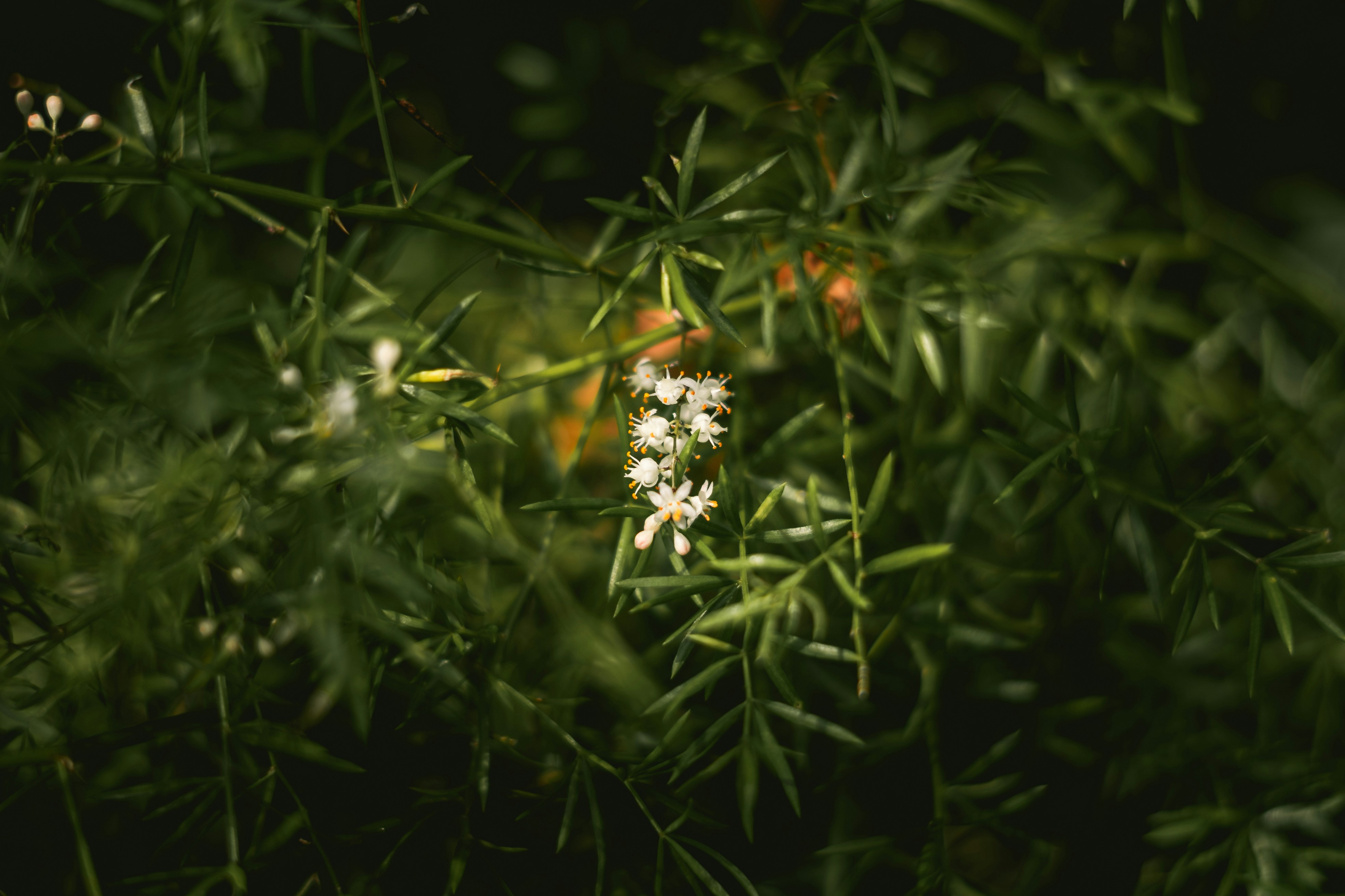 Whispers of Green: The Hidden Blossom