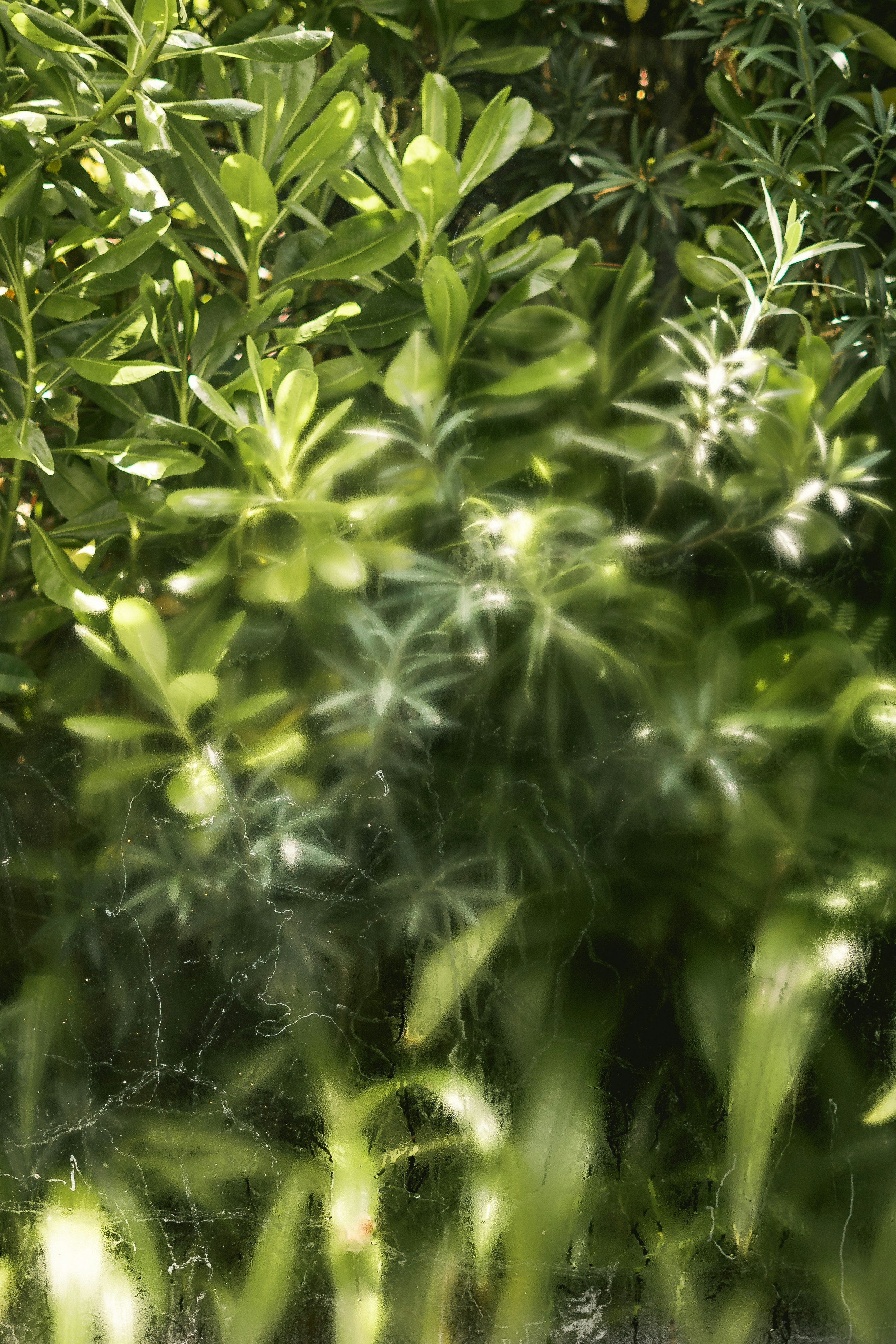 a close up of some leaves