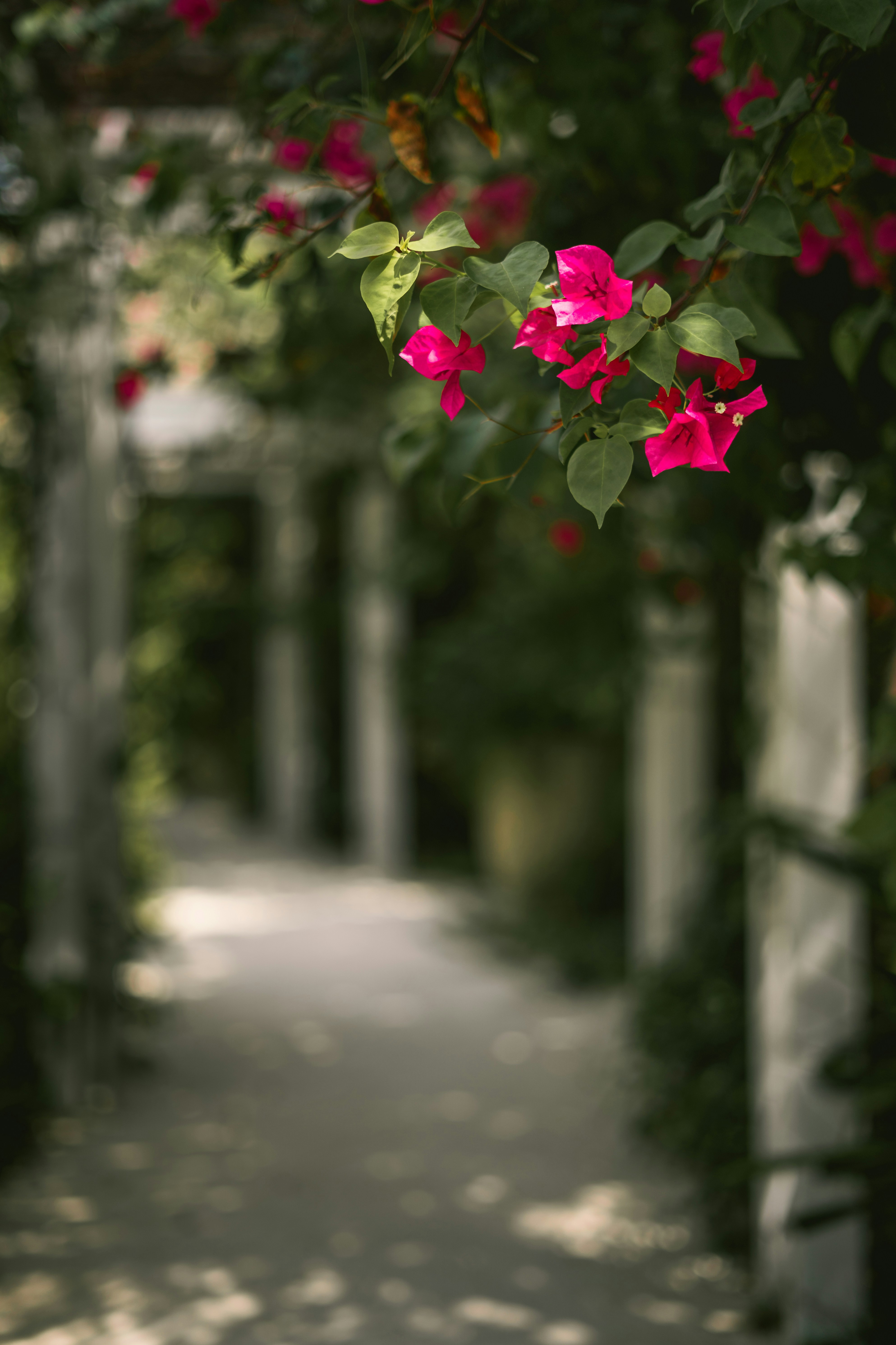 Vibrant bougainvillea blooms frame a serene garden pathway, inviting exploration through dappled light and lush greenery.