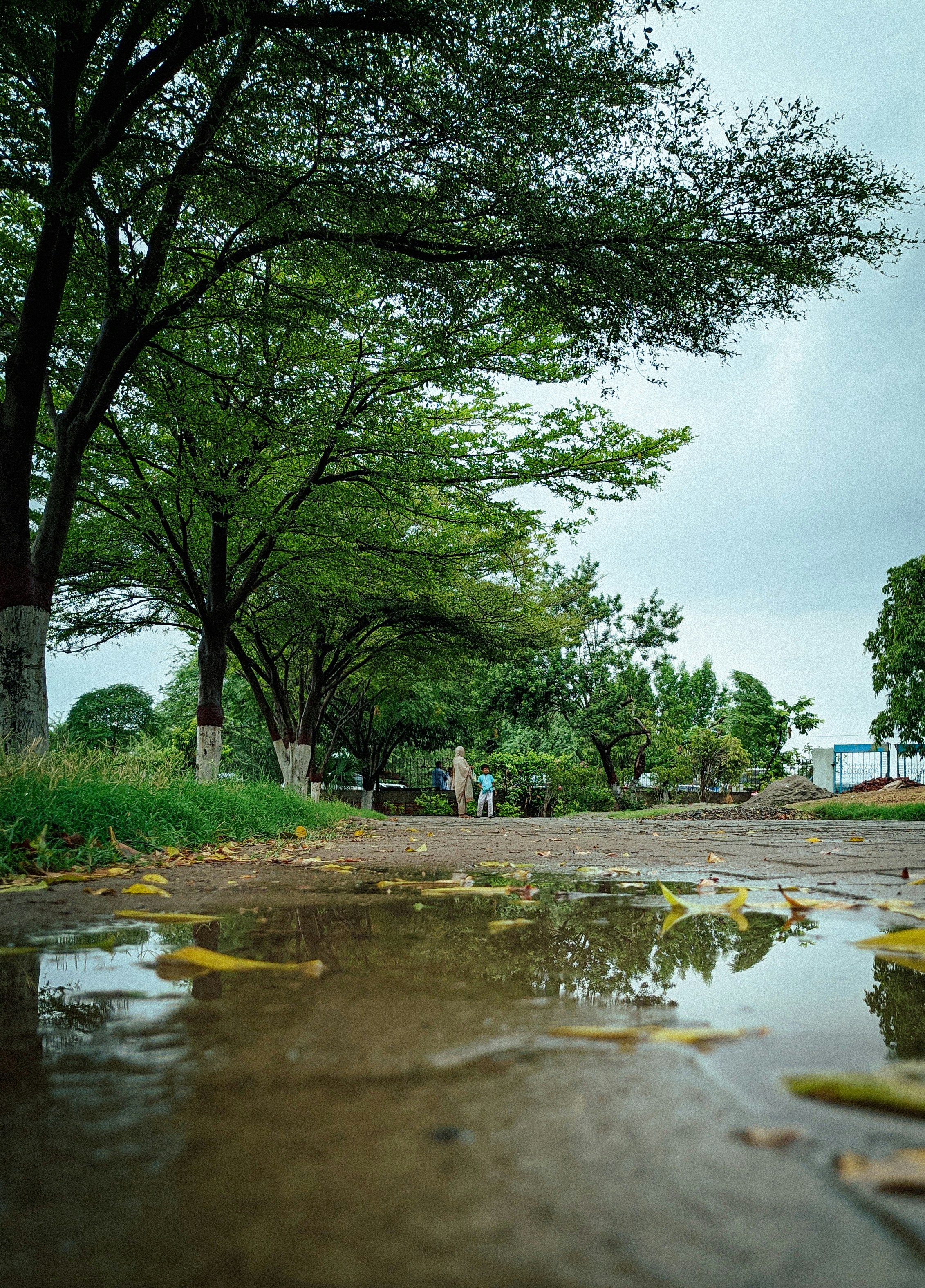 Photo of a tree-lined park path after rain, with puddles reflecting the sky. Distant figures stroll along the avenue, flanked by green canopies.