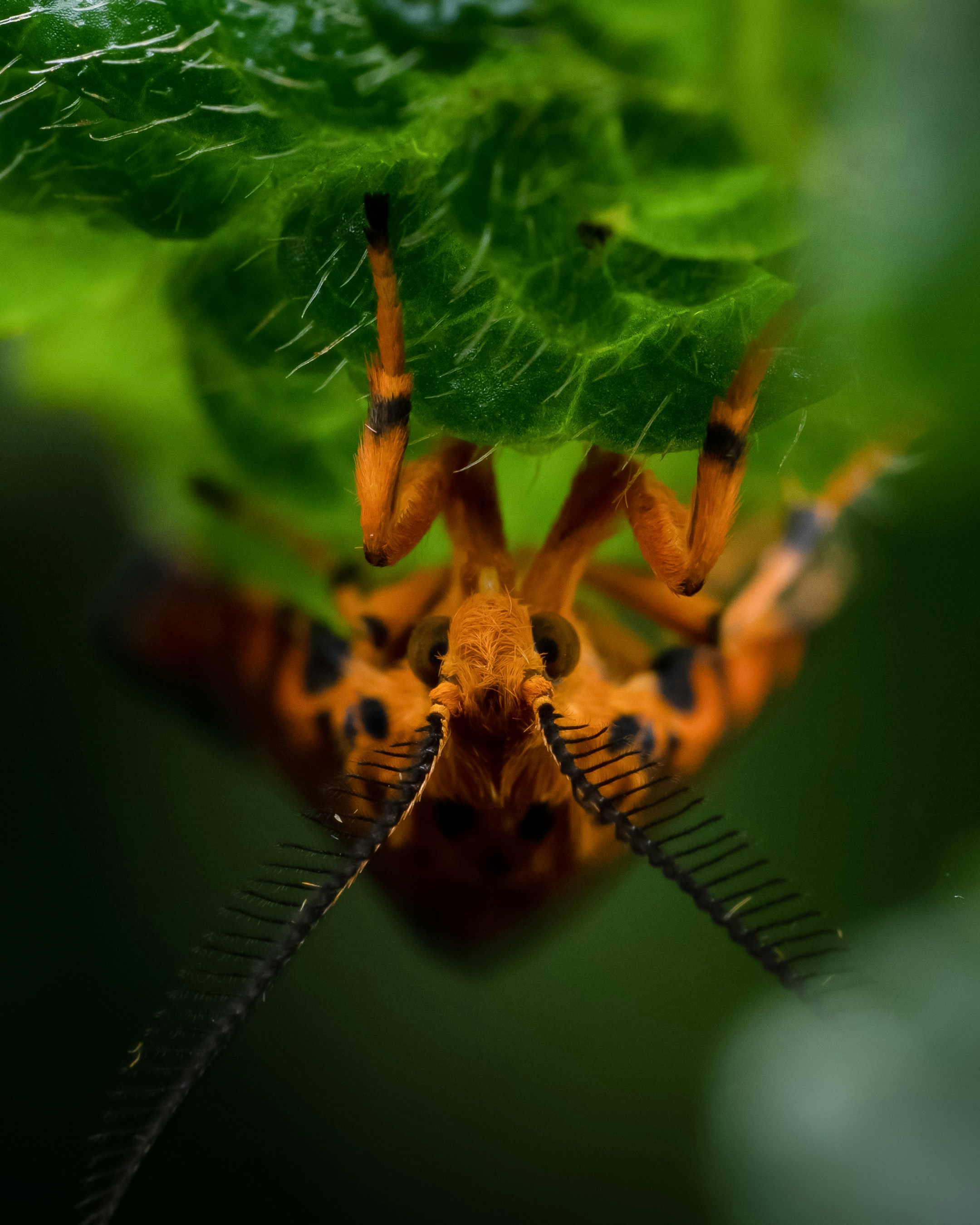 Foto Um close up de um bug – Imagem de Animal grátis no Unsplash
