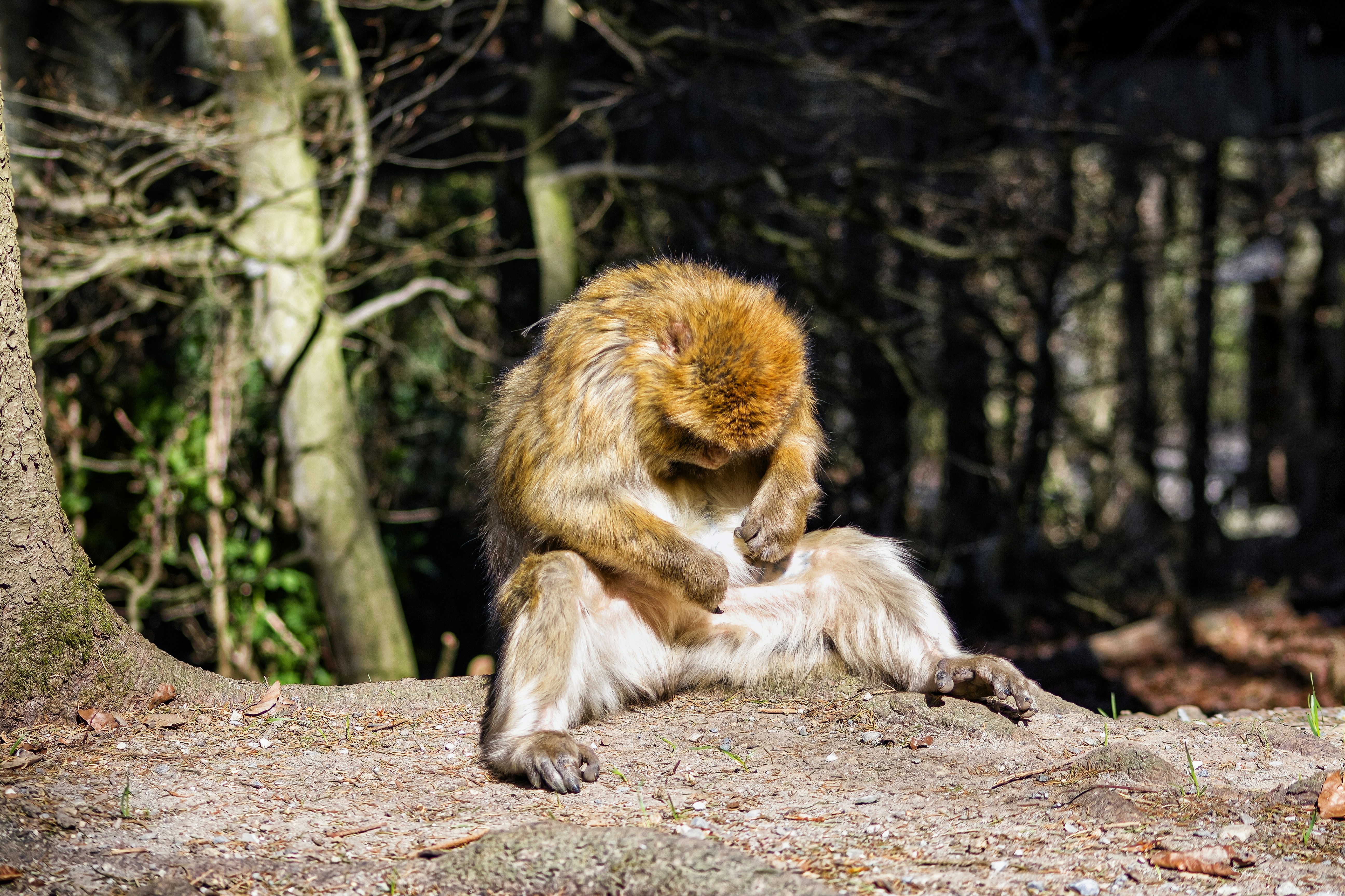 Un couple de singes s’étreignant photo – Photo Salem Gratuite sur Unsplash