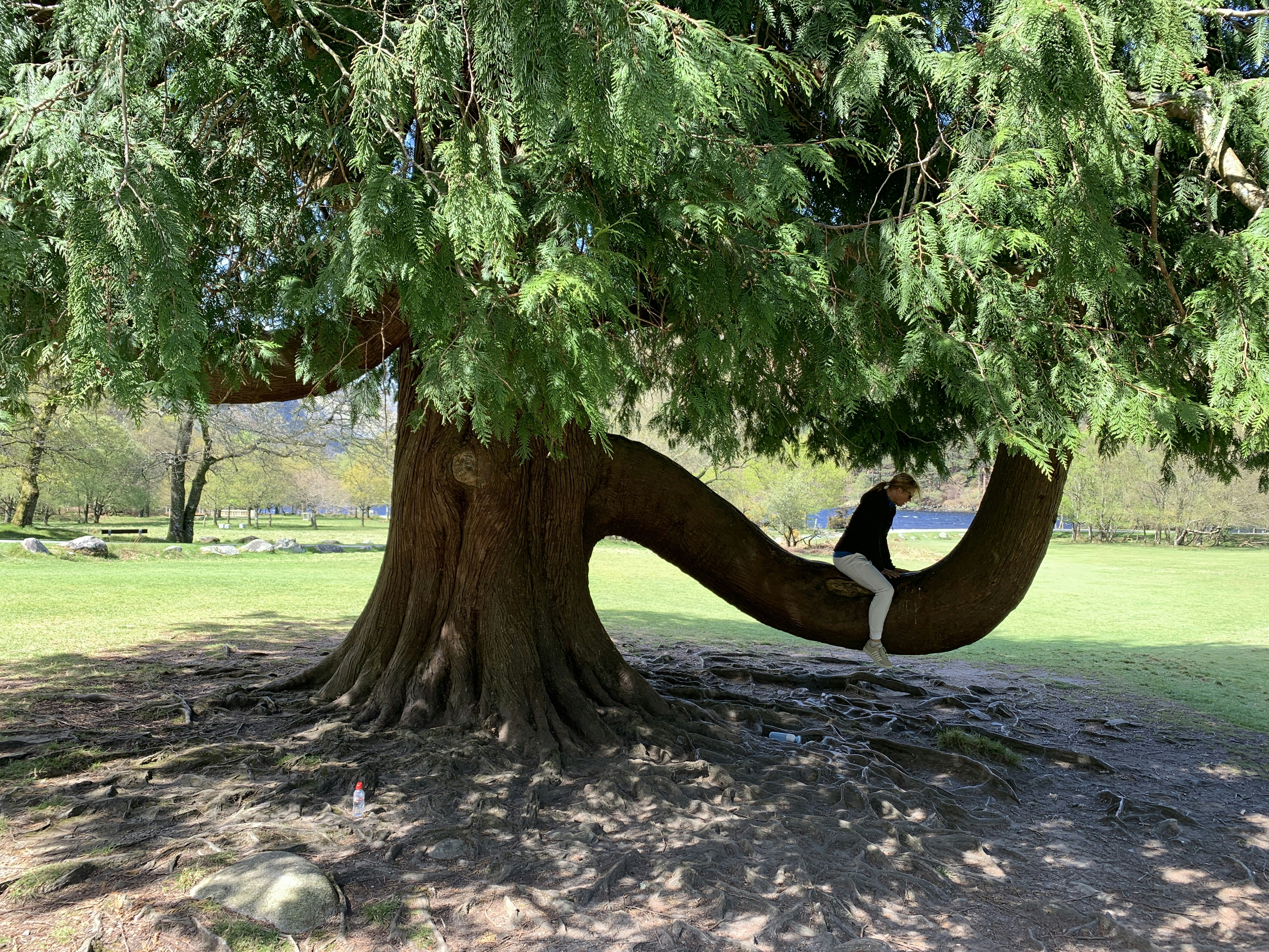 Ierland / Dublin 2022 tree