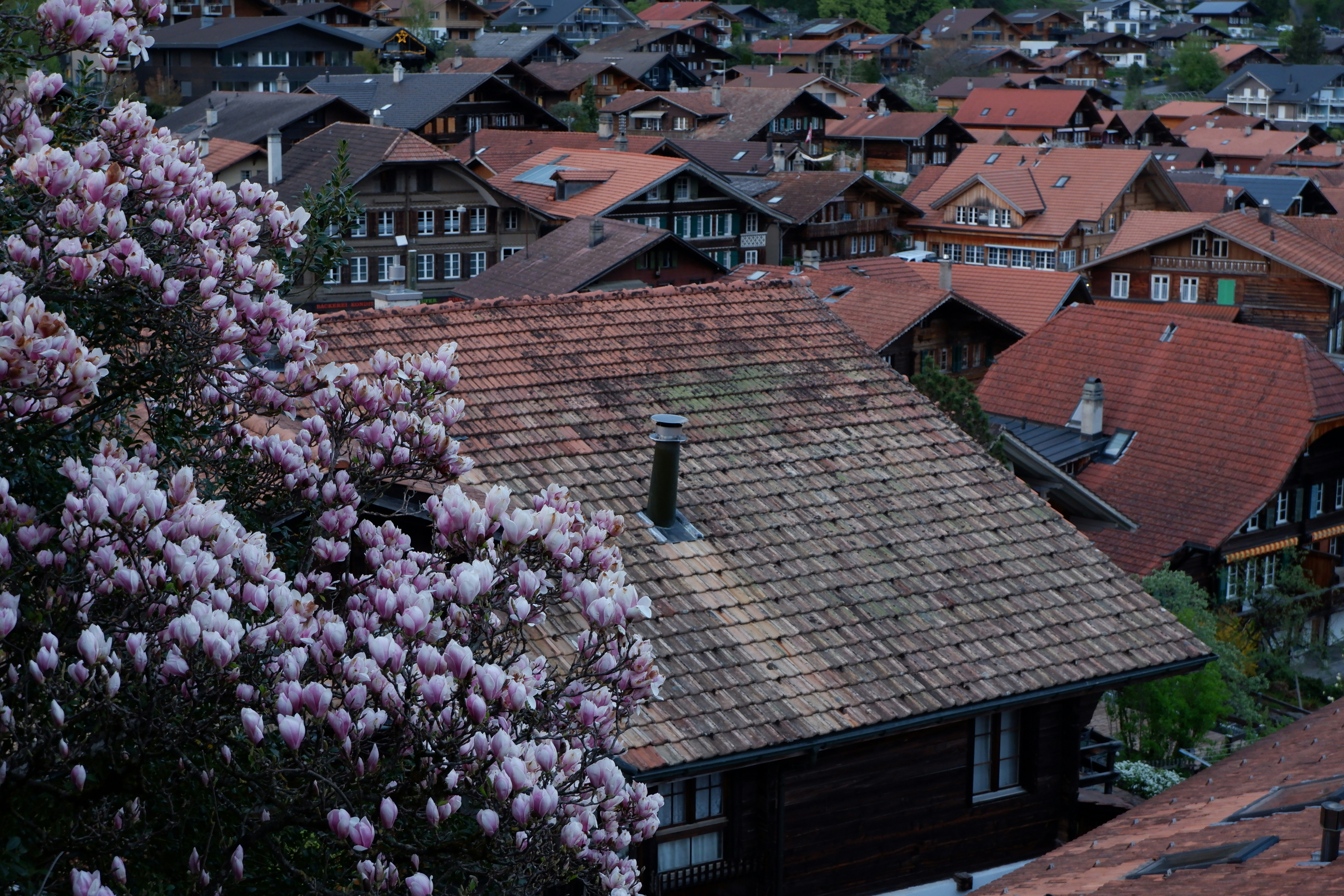 Un groupe de maisons aux fleurs roses photo – Photo Ringgenberg ...
