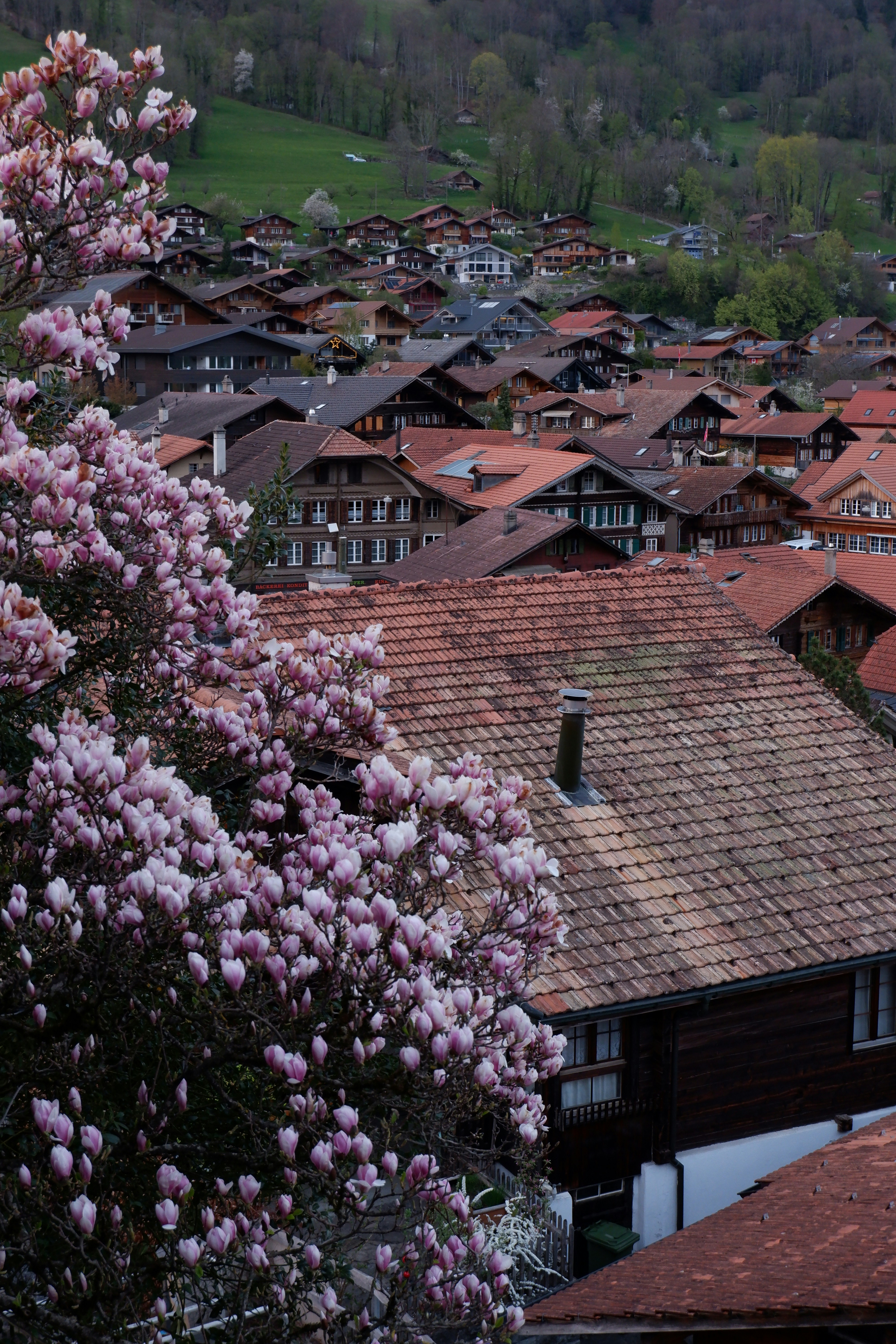 Blossoms Framing a Alpine Village Roofscape