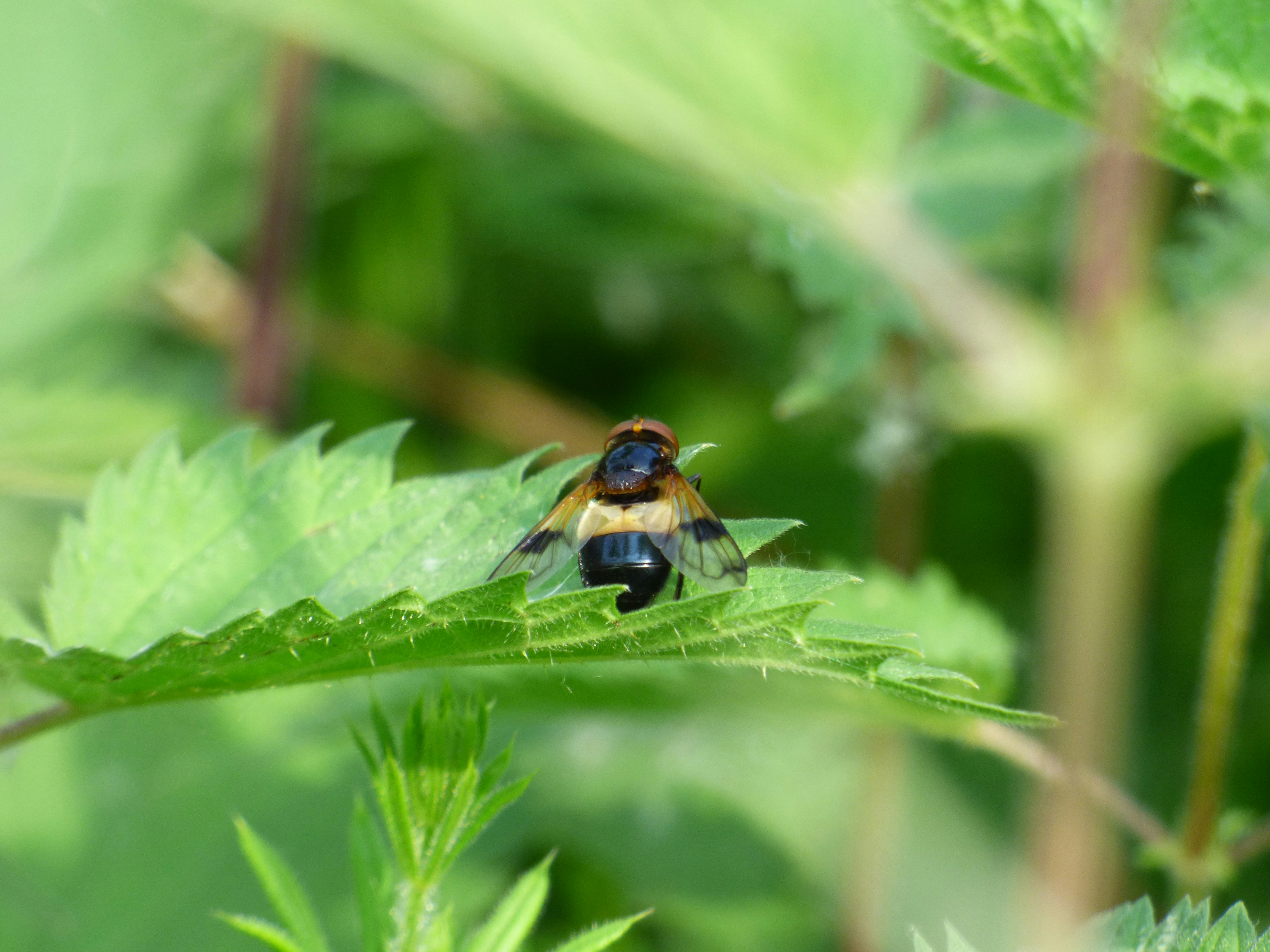 A close-up of a bee resting on a green leaf, showcasing intricate details of its body and the surrounding foliage. The vibrant greenery enhances the focus on the bee's delicate features.