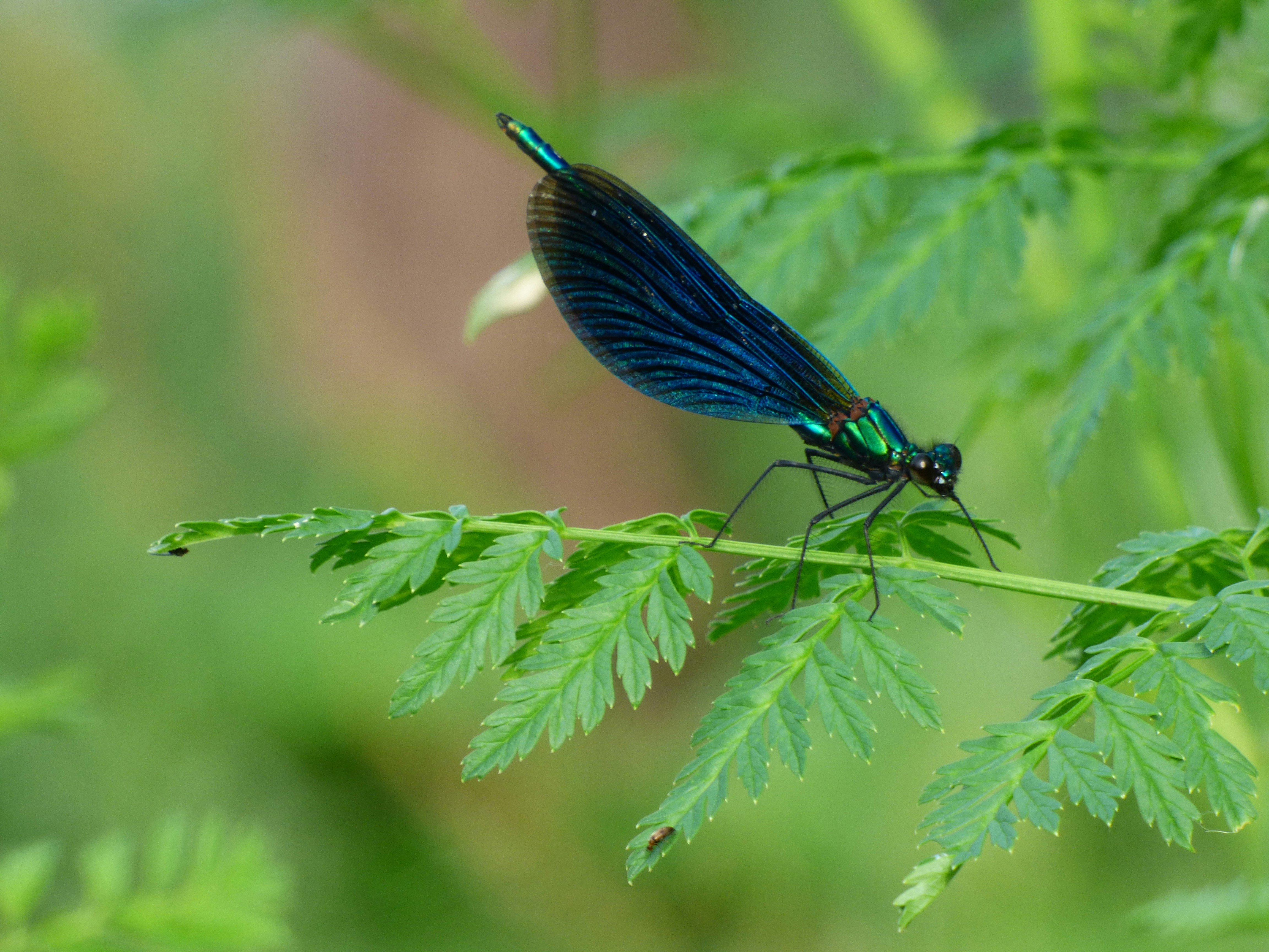 A blue winged insect on a leaf photo – Free Insect Image on Unsplash