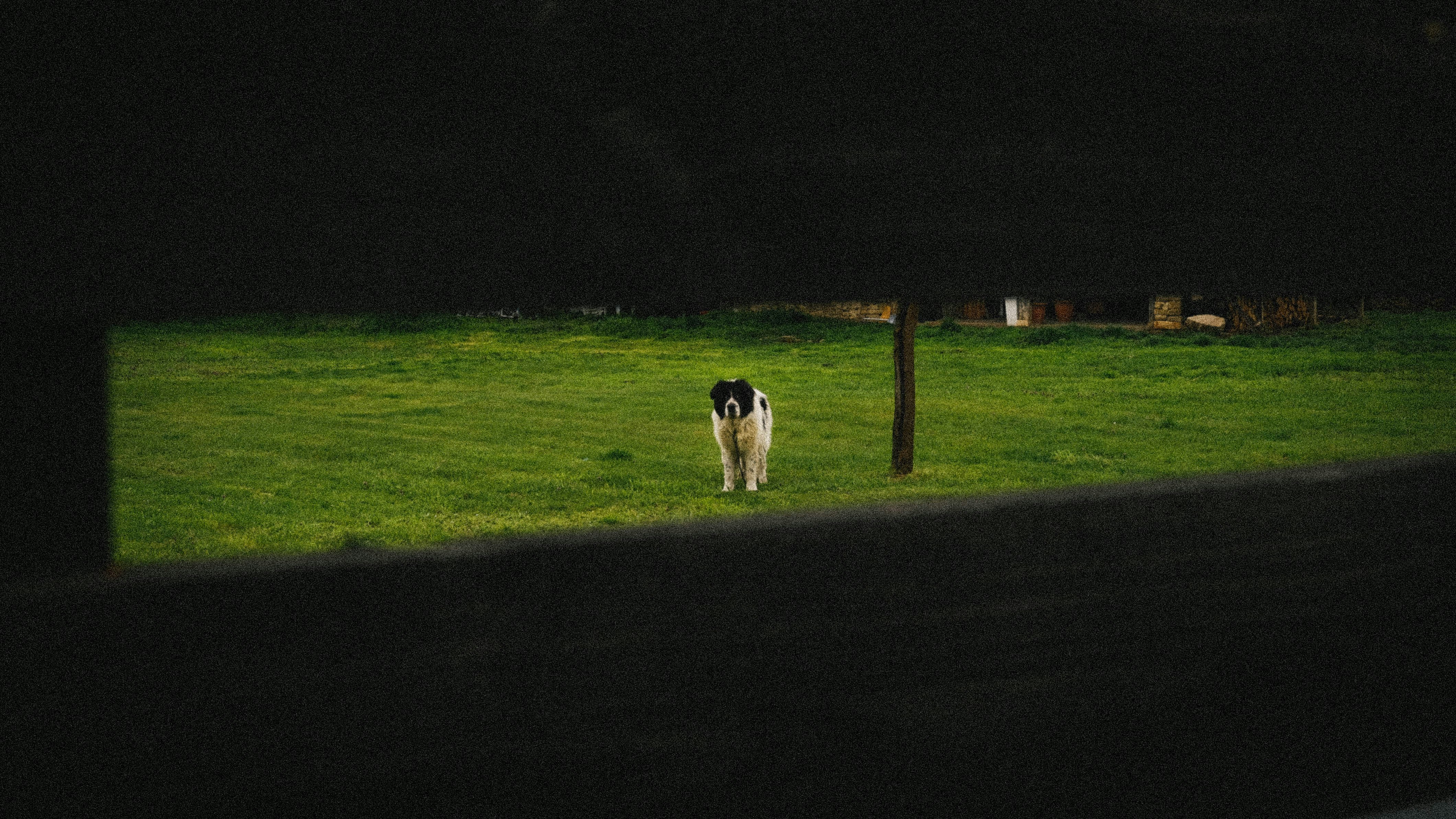 Border Collie at the Meadow's Edge, Framed by a Shadowed Aperture