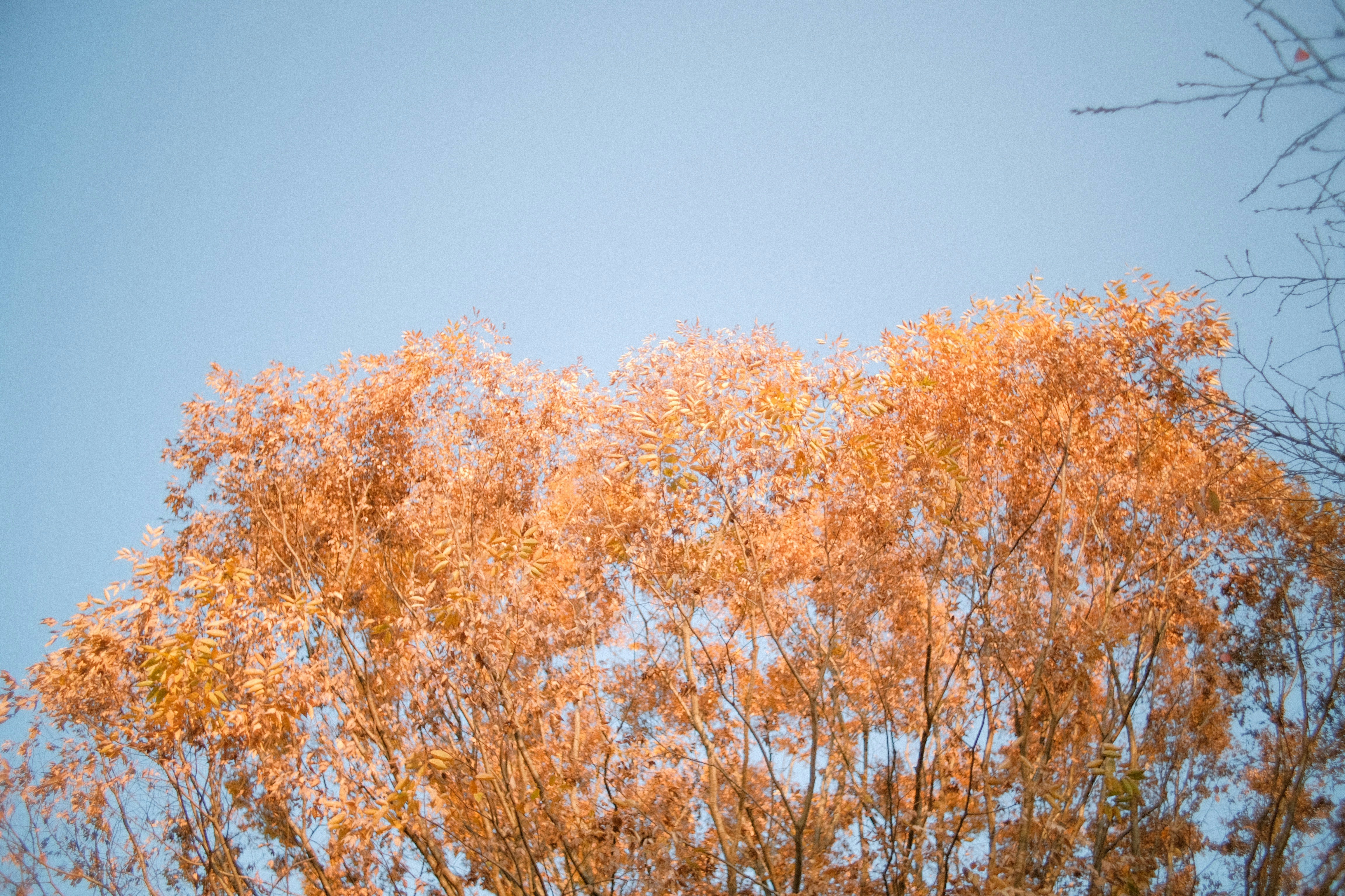 a group of trees with orange leaves