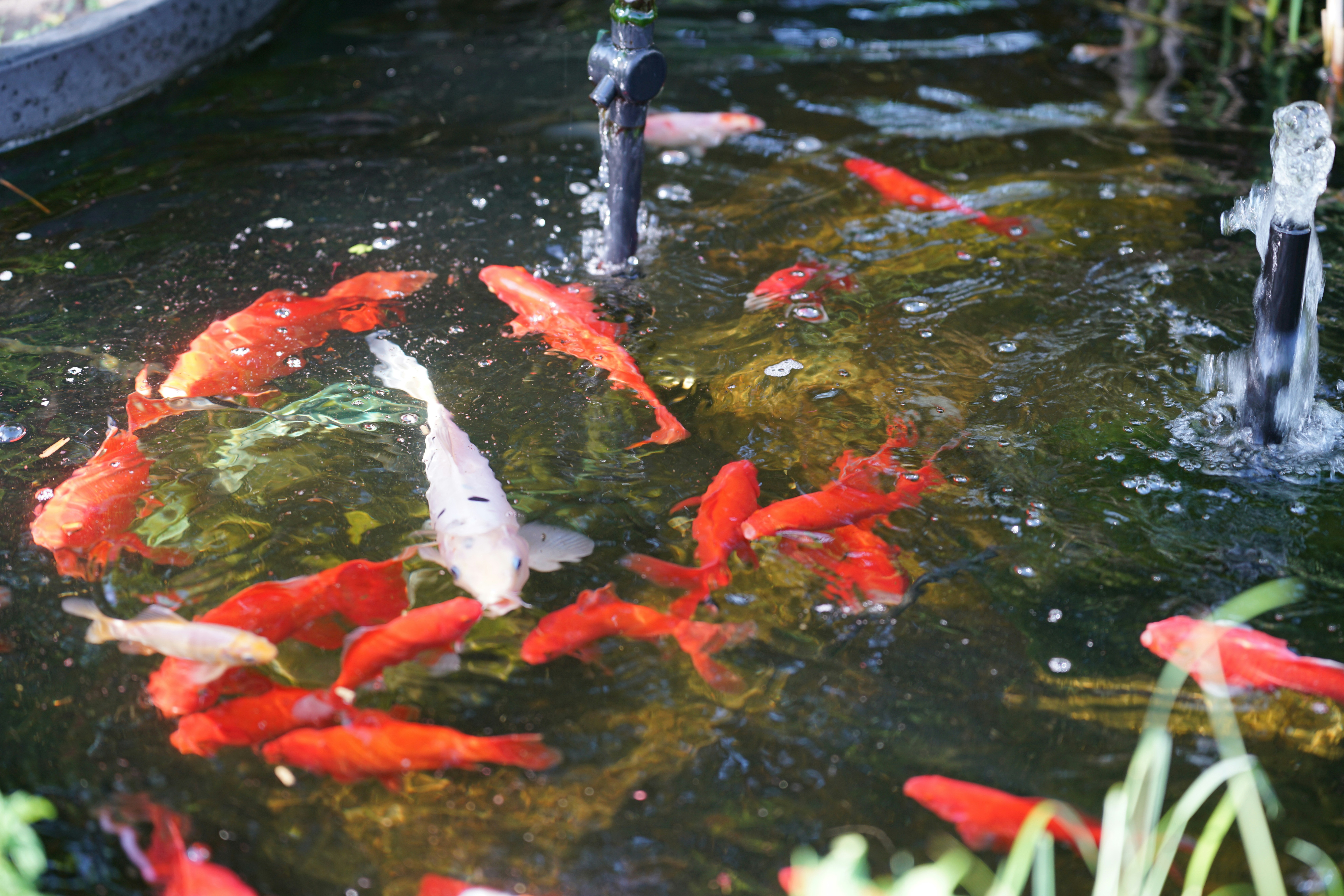 Vibrant koi fish swimming in a circular formation around a fountain in a serene pond, showcasing their vivid colors against the water's surface.