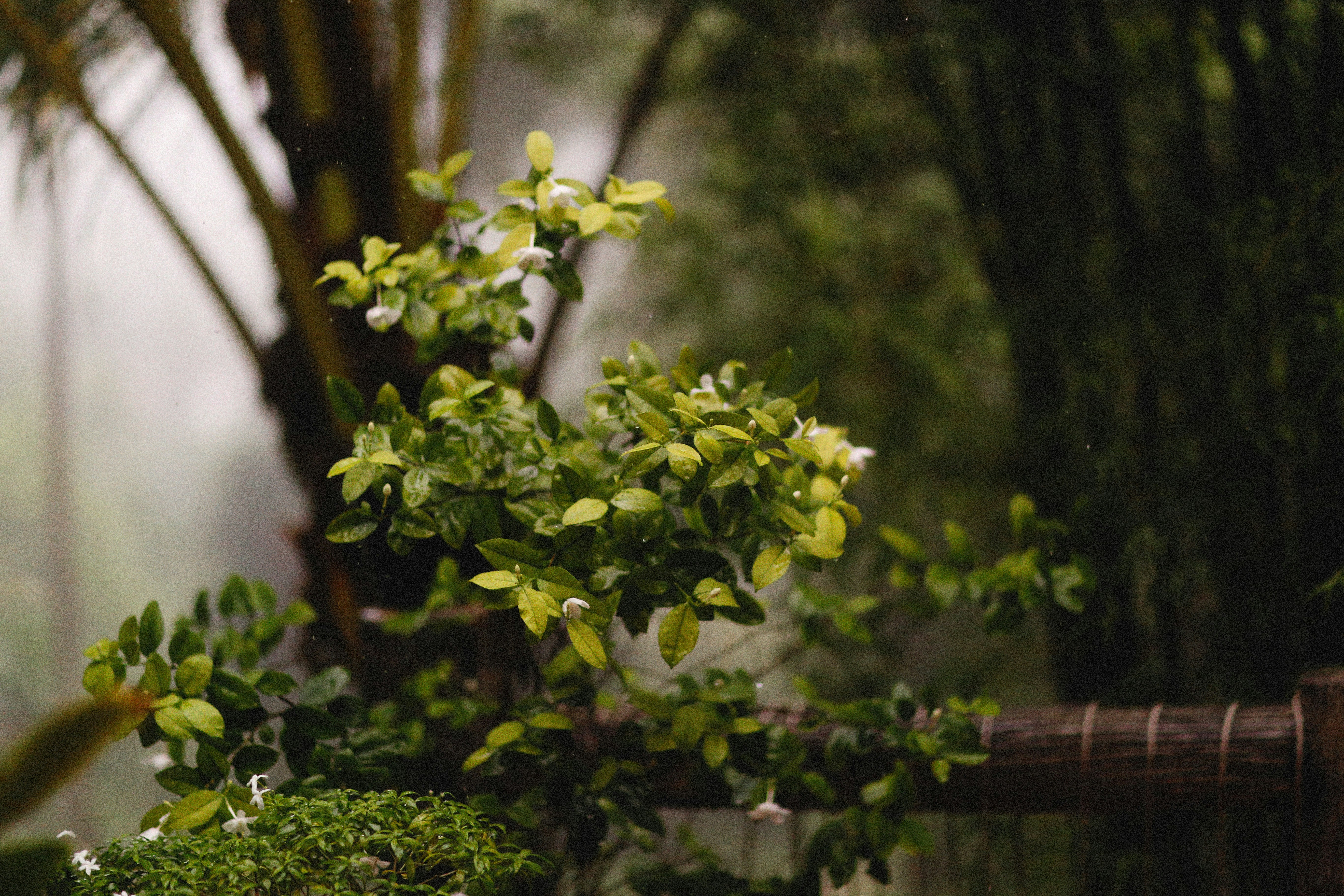 Luminous Jade Leaves in a Fog-Kissed Garden