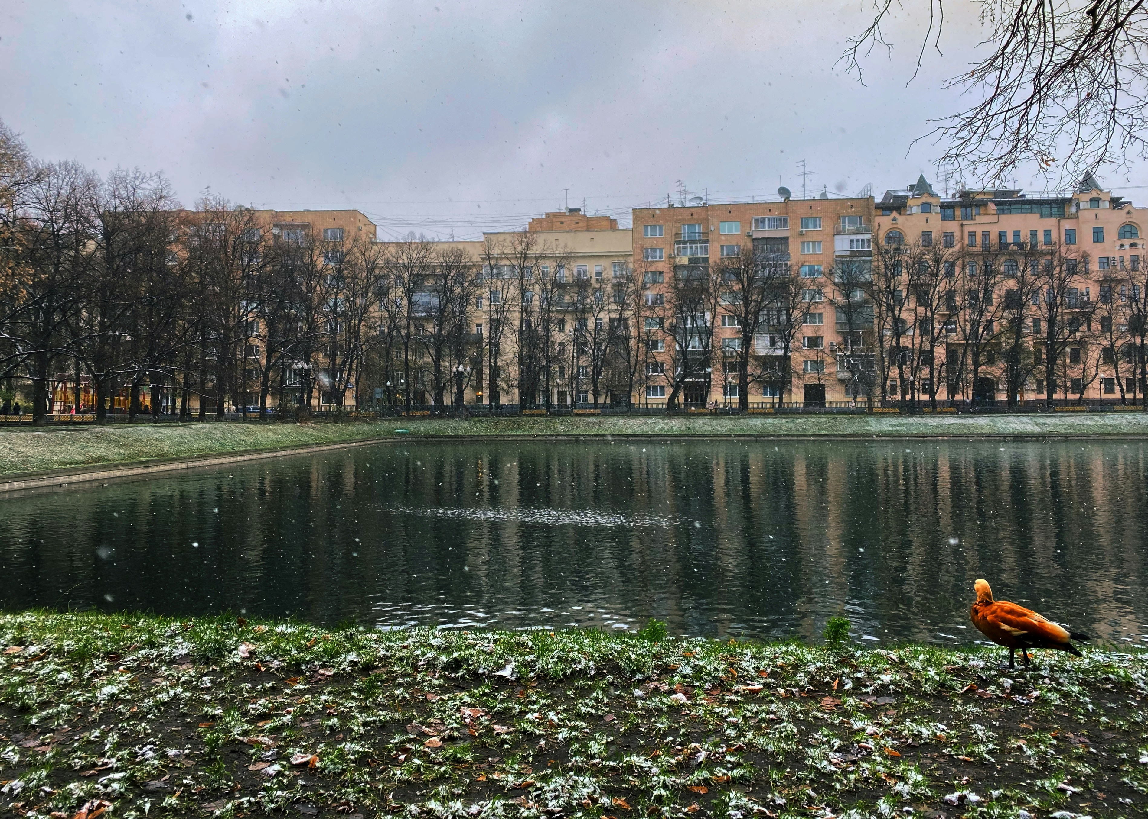 Amber Songbird at the Edge of a City Pond
