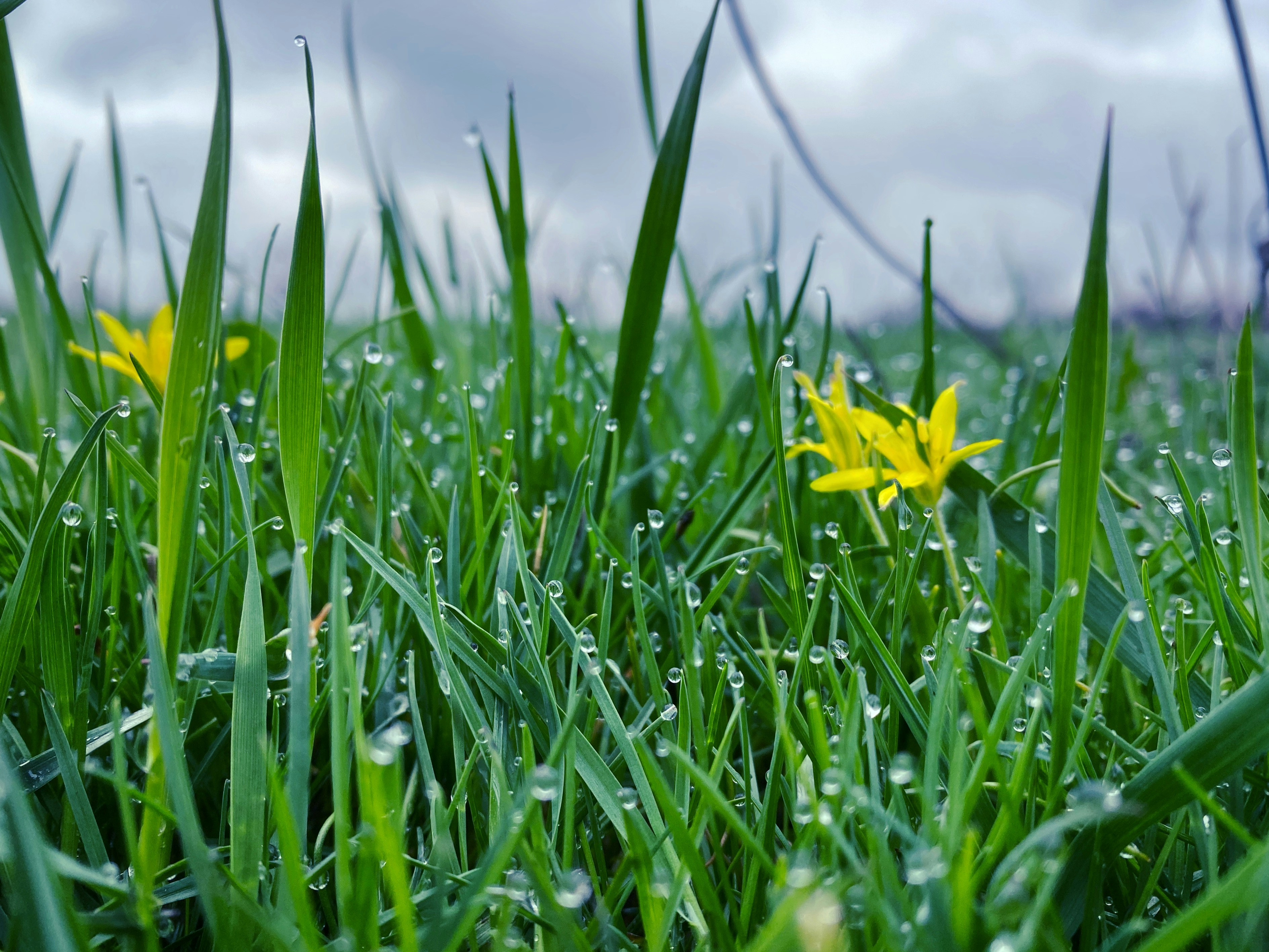 a yellow flower in a field of grass