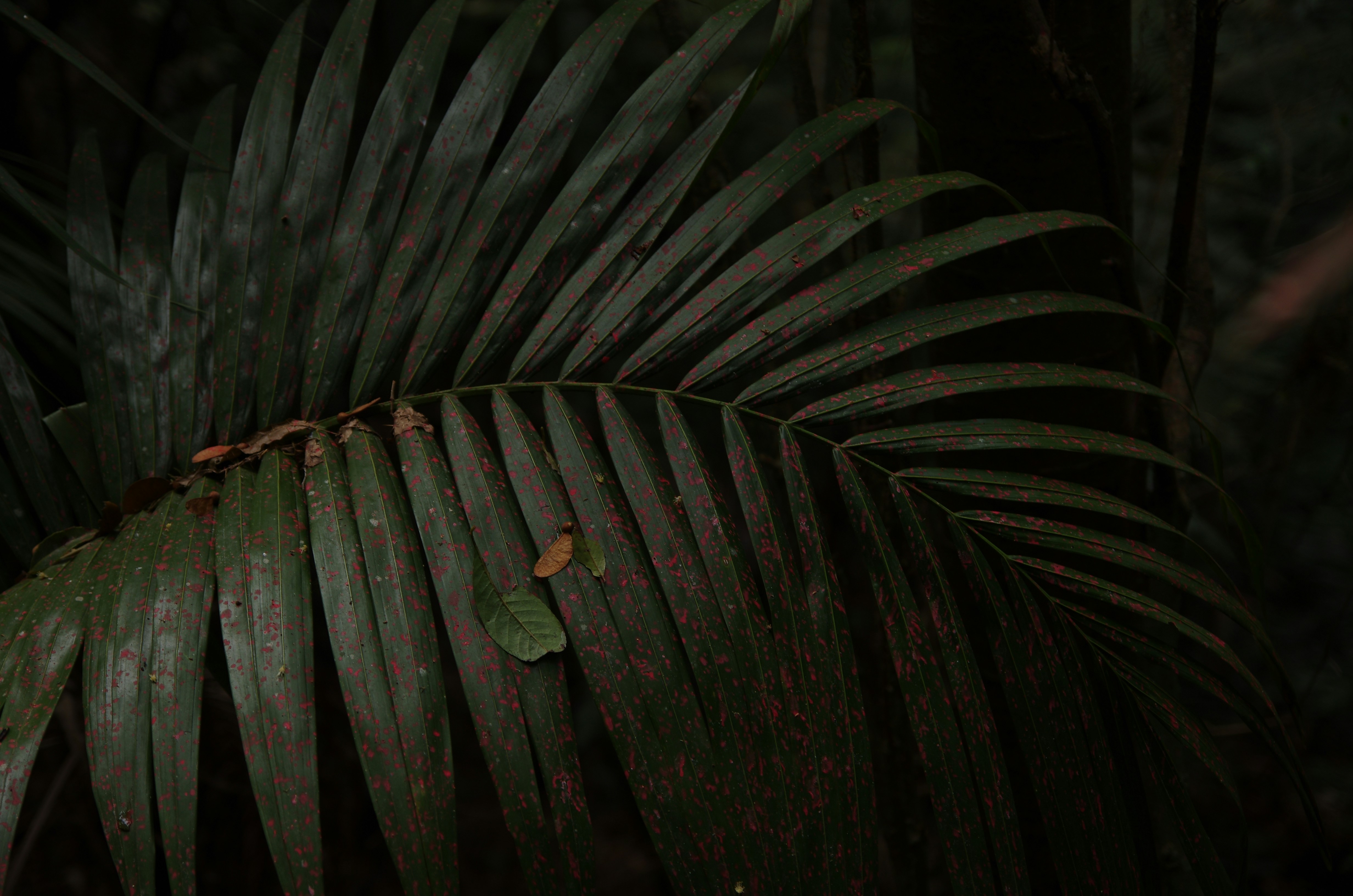 Lush green palm frond illuminated subtly in a shadowy rainforest, highlighting intricate textures and hues. A small leaf rests atop, adding a touch of contrast.