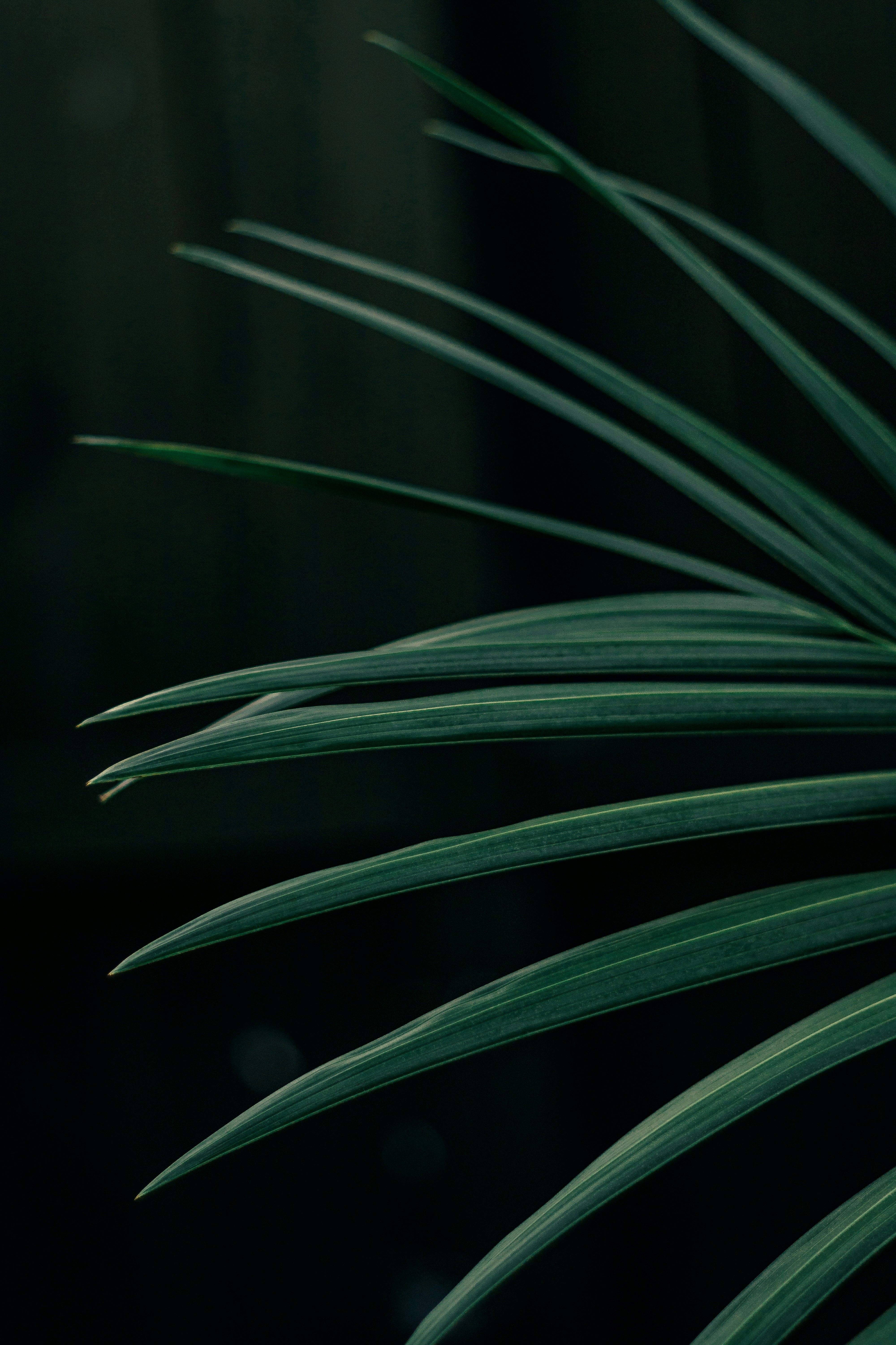 Dark Nature Background Pictures | Download Free Images on Unsplash