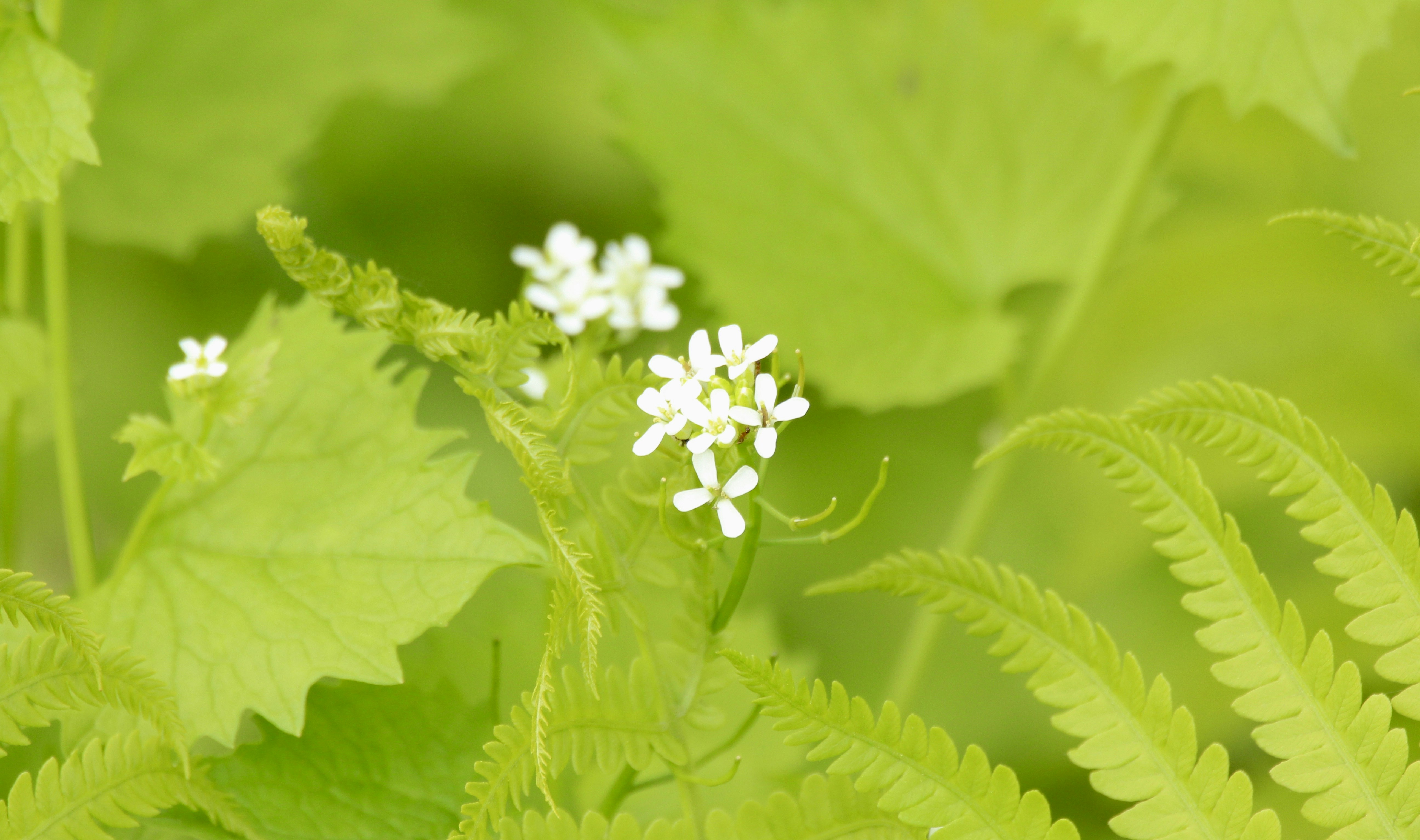 fern and flowers