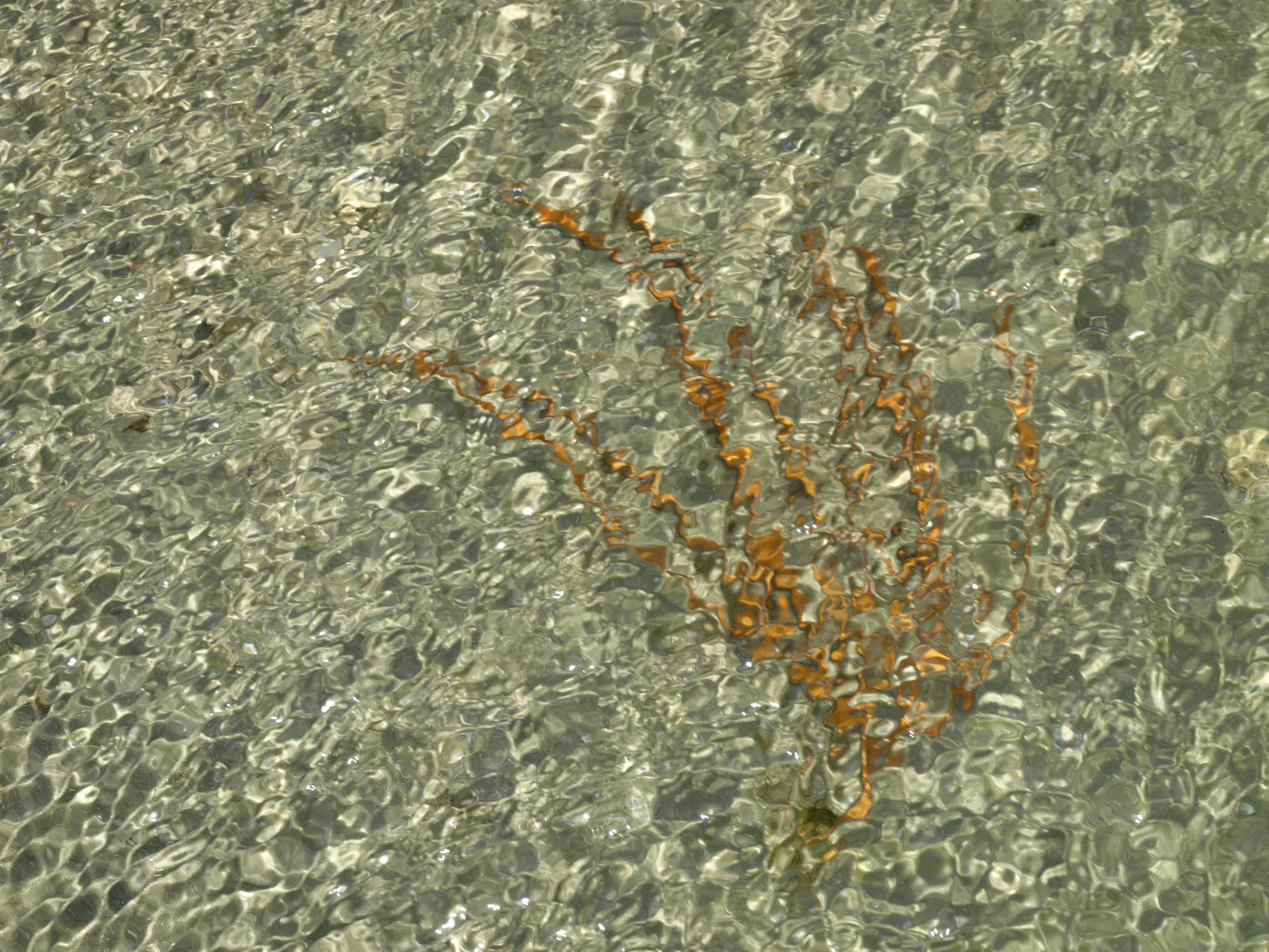 Rust-colored seaweed rests on clear, sunlit water with rippling patterns and pebbled seabed visible beneath.