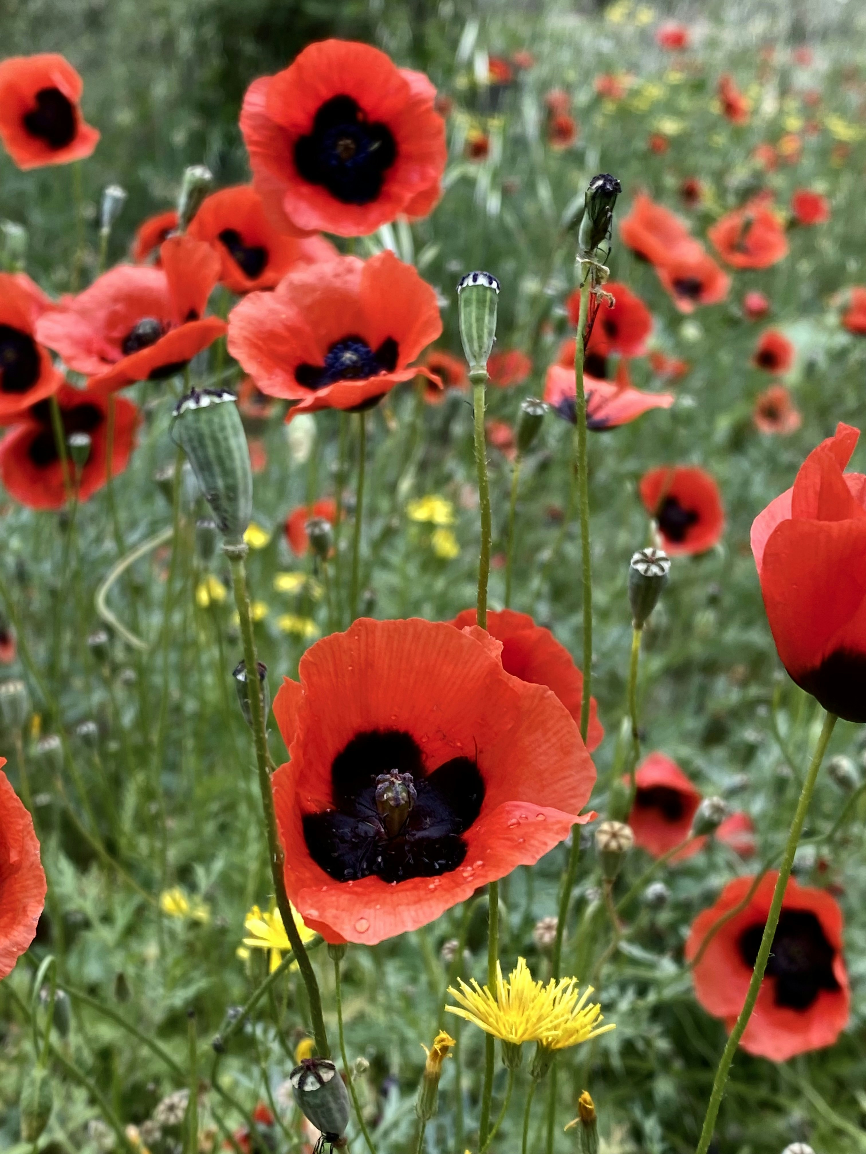 Un champ de fleurs rouges photo – Photo Rouge Gratuite sur Unsplash