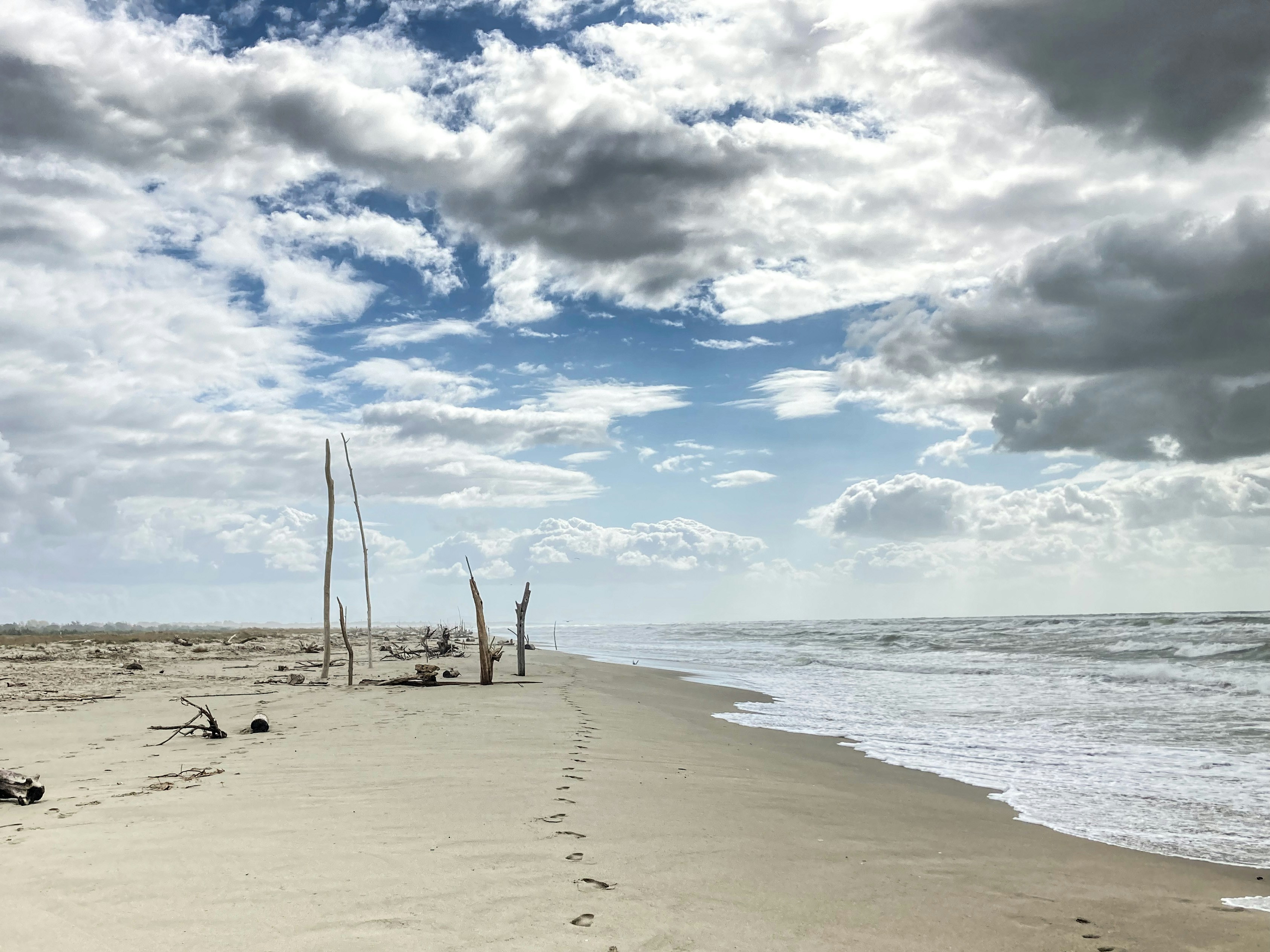 beach with dead trees and a bit cloudy