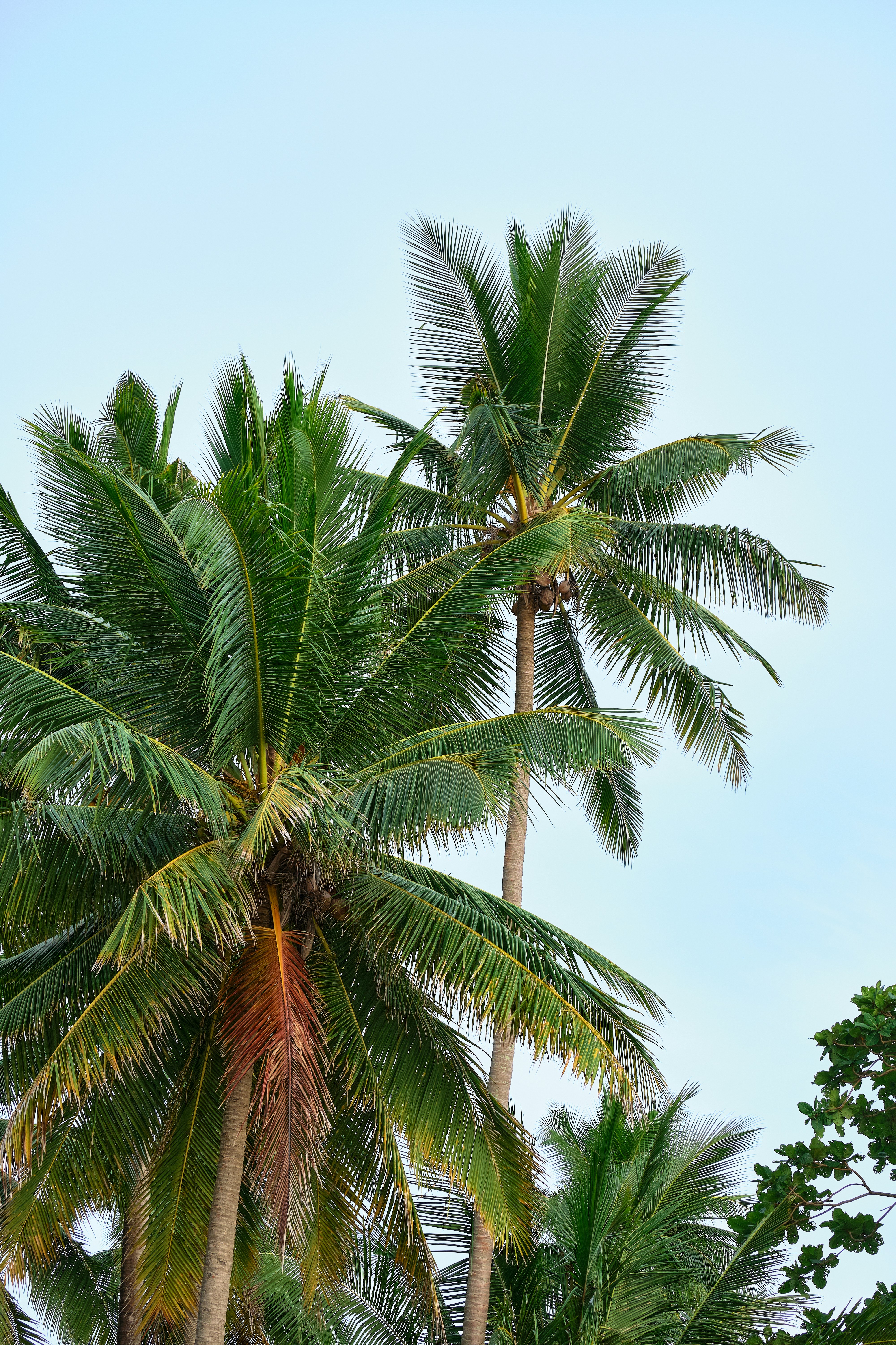 Lush green palm trees sway gently against a clear blue sky, showcasing their vibrant foliage and natural beauty.