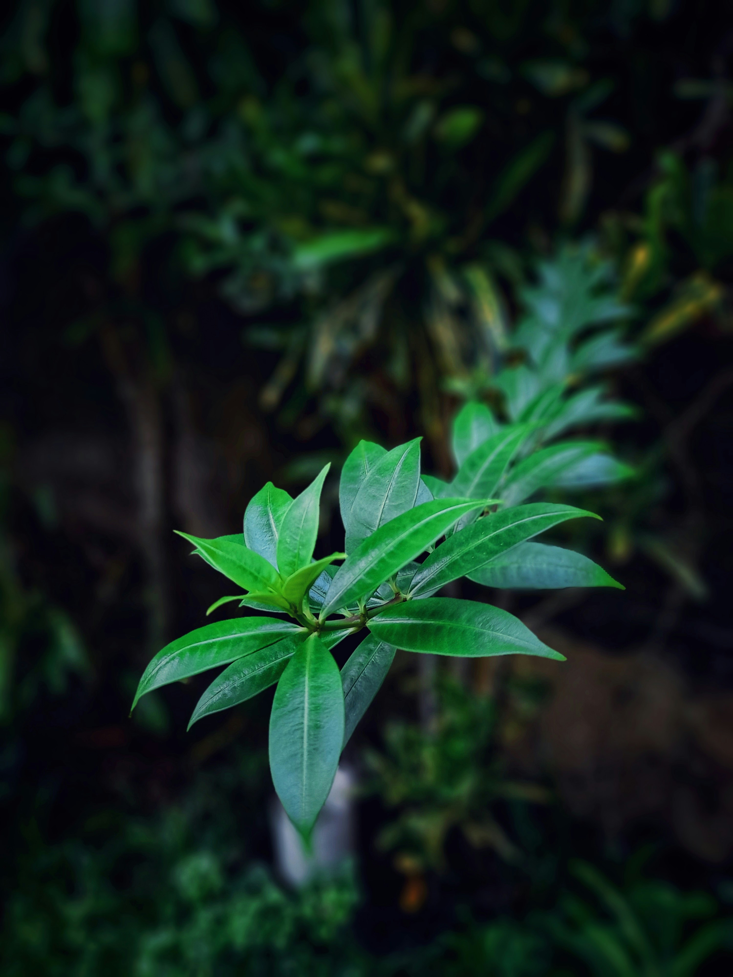 Emerald Sprout in Sharp Focus Against Velvet Garden Blur