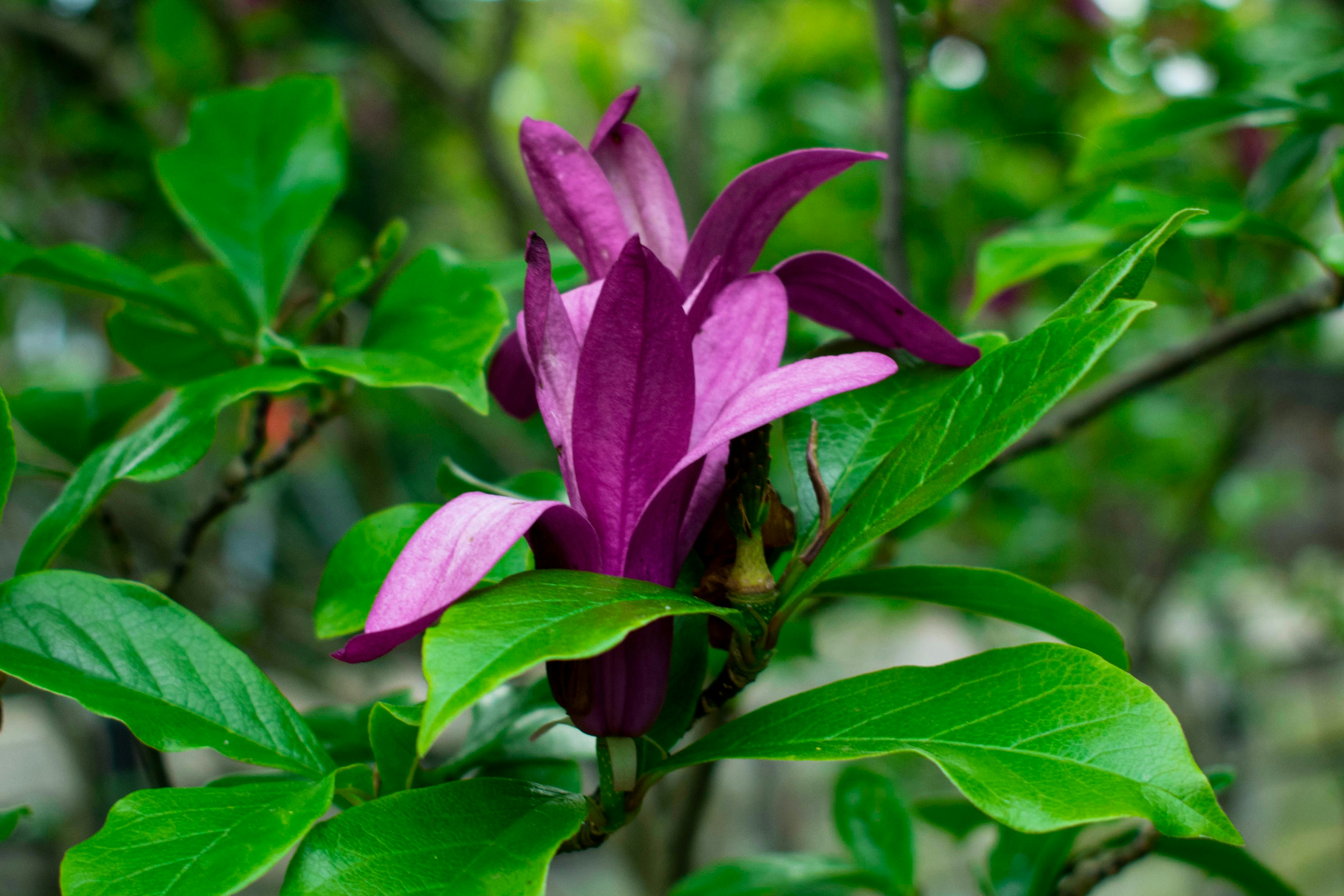Purple magnolia flower emerging from vibrant green leaves, showcasing its delicate petals in a natural setting.