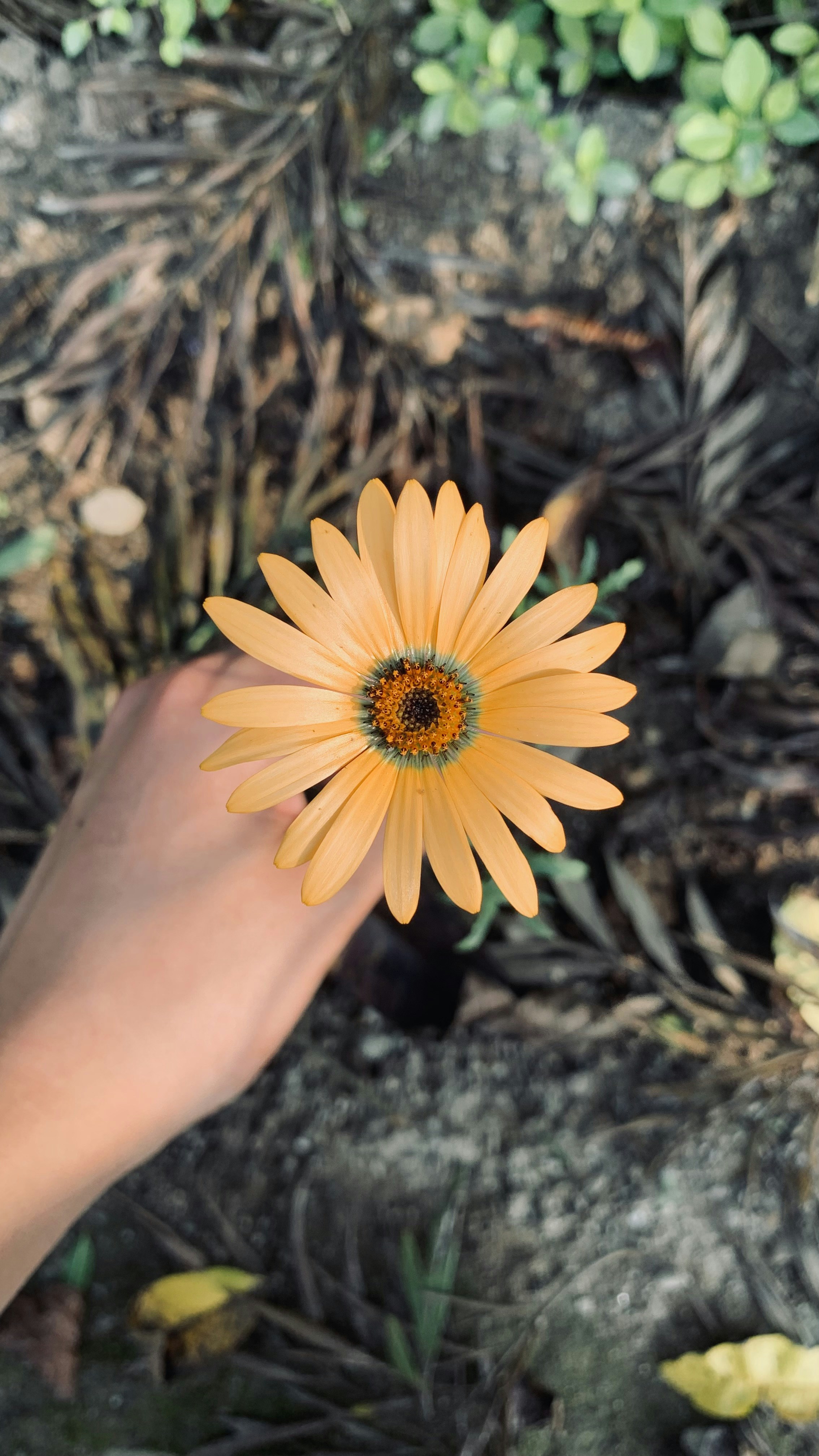 Hold my flower 🌻