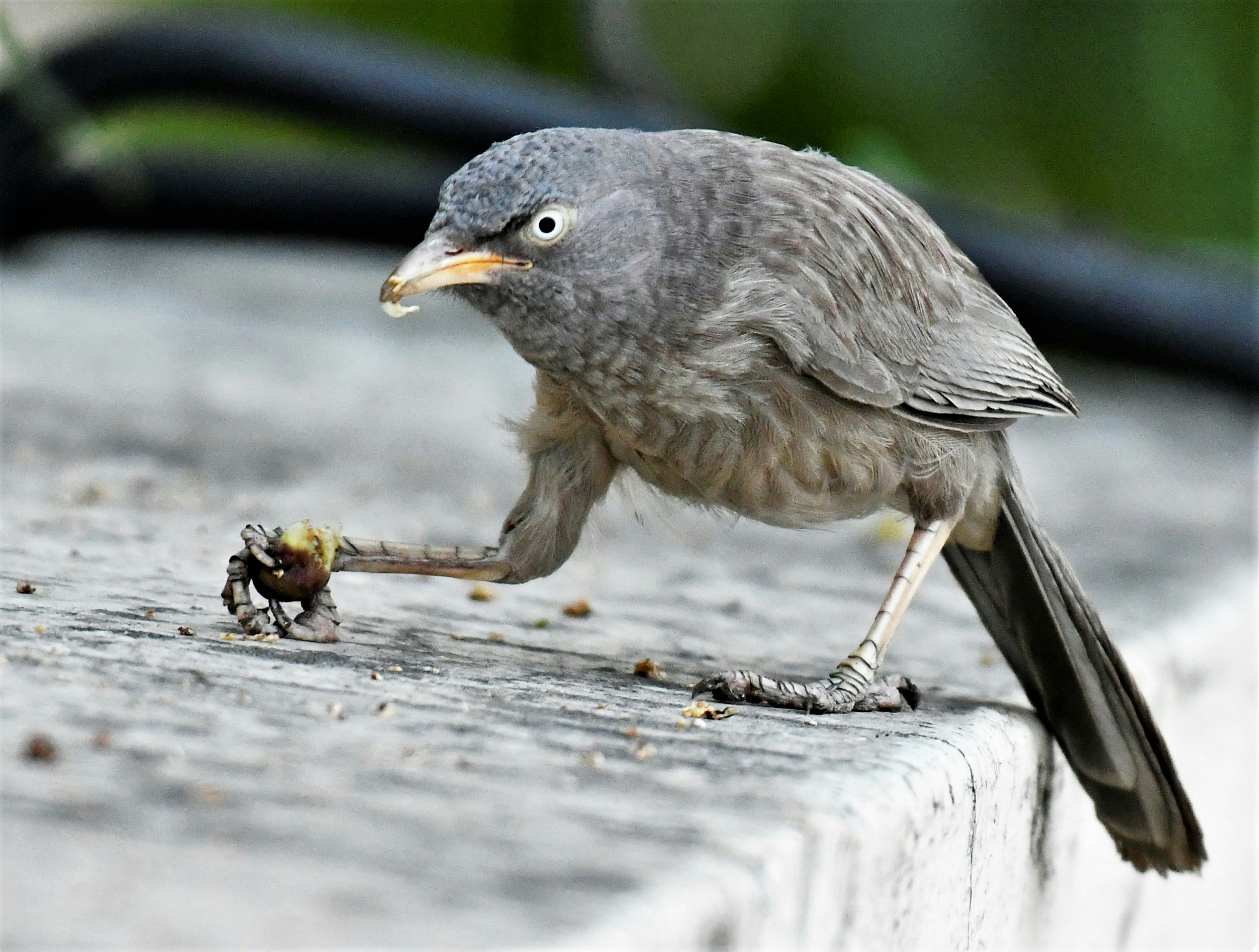 Concrete Edge Forager: A Gray Bird and Its Tiny Crab Snack