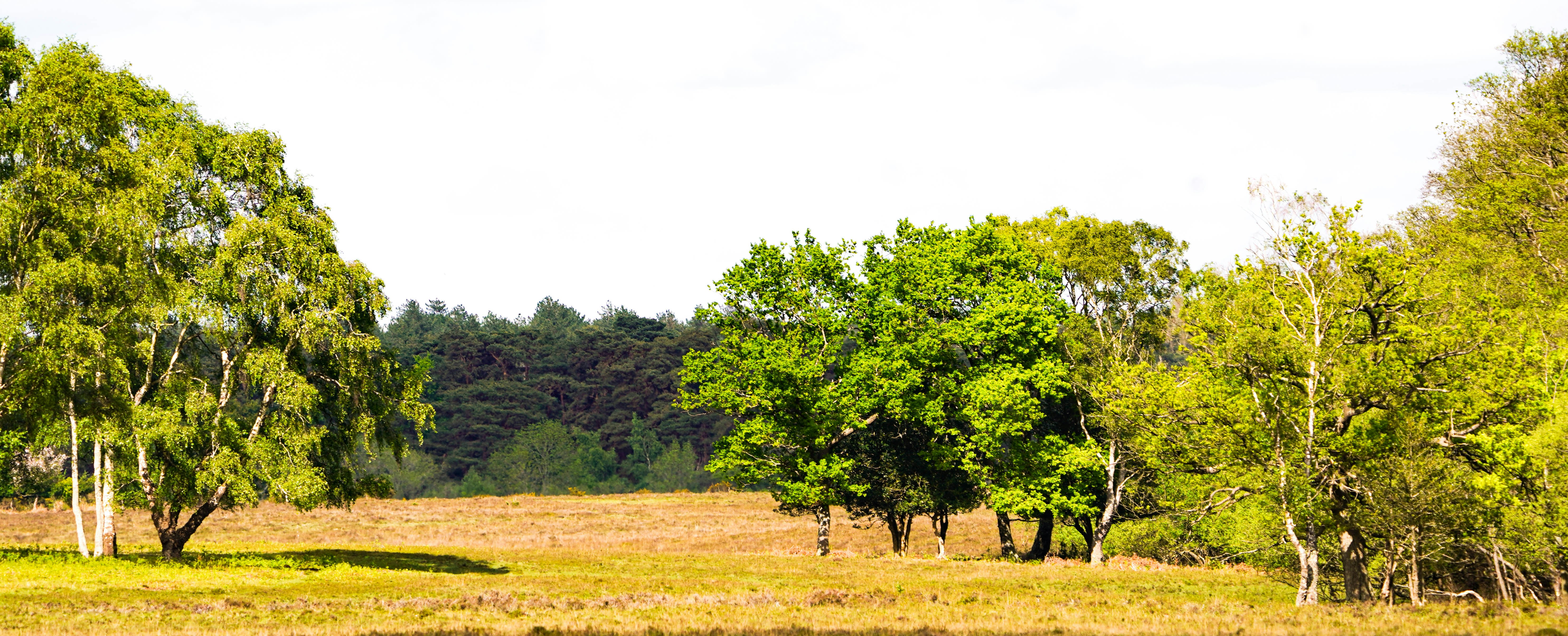 A field with trees in it photo – Free Lyndhurst Image on Unsplash