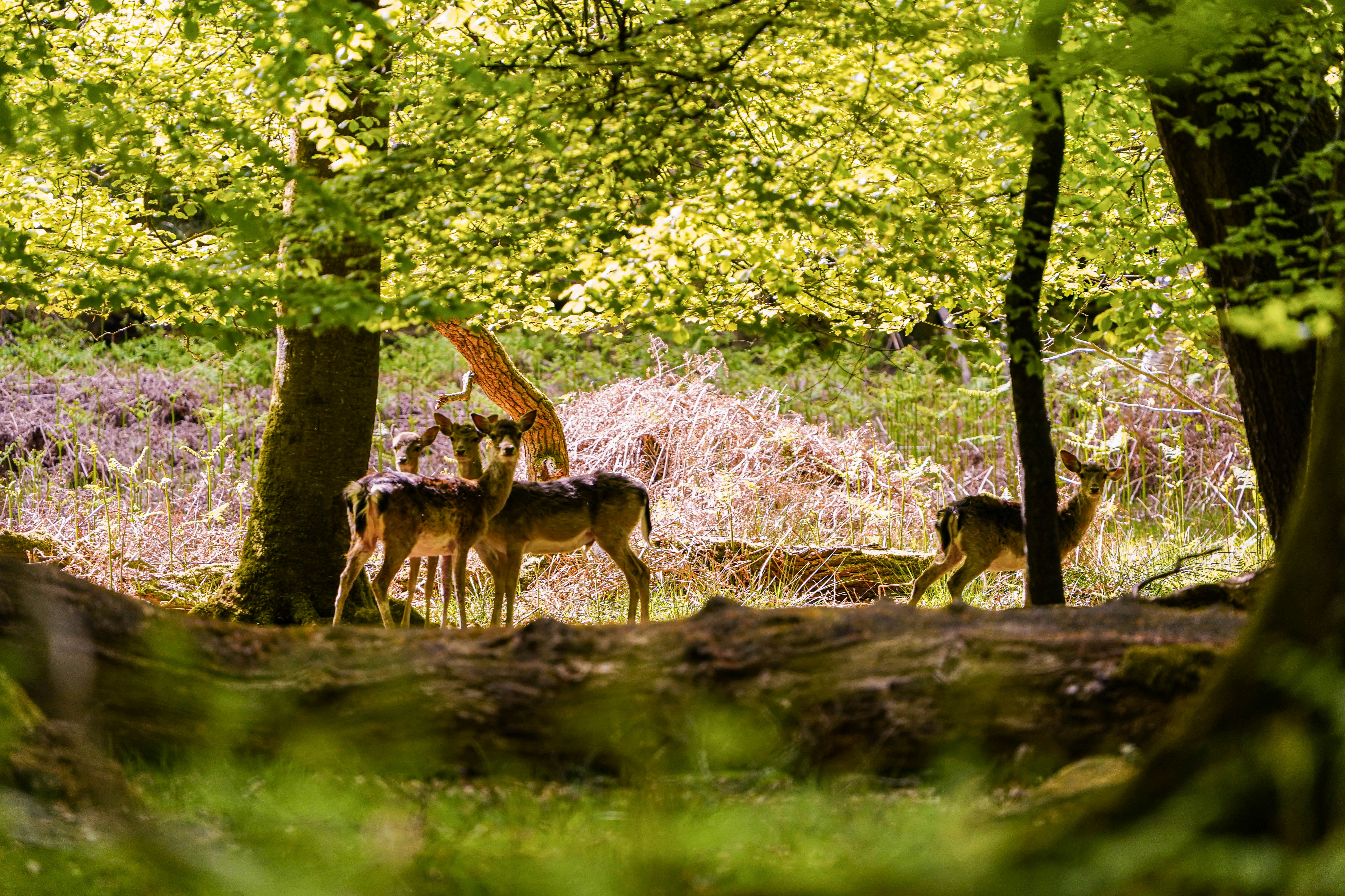 Deer peacefully roam under a canopy of lush green trees in a tranquil forest setting.