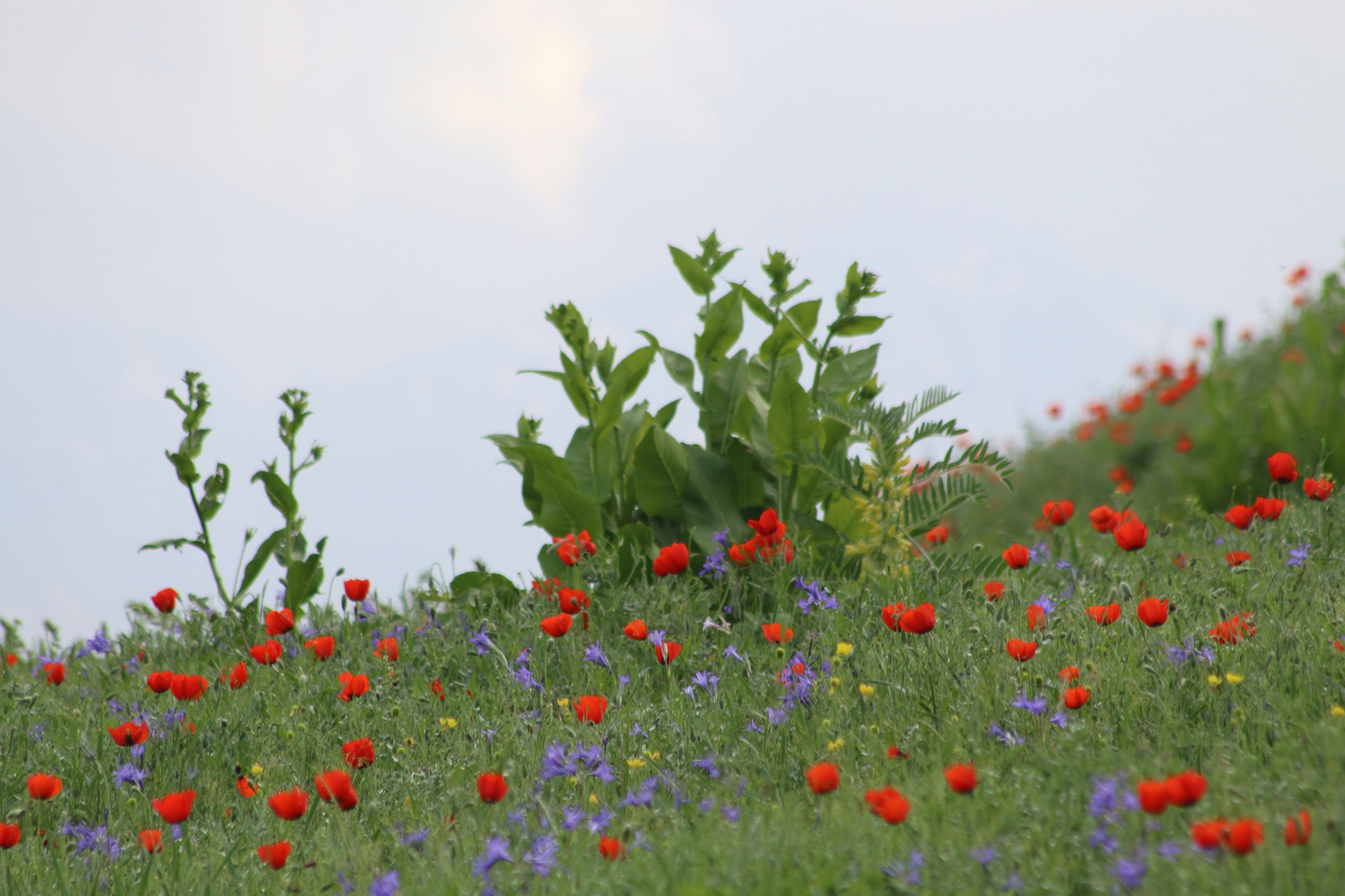 Hillcrest Meadow: Crimson Poppies, Purple Blooms, and a Quiet Green Chorus