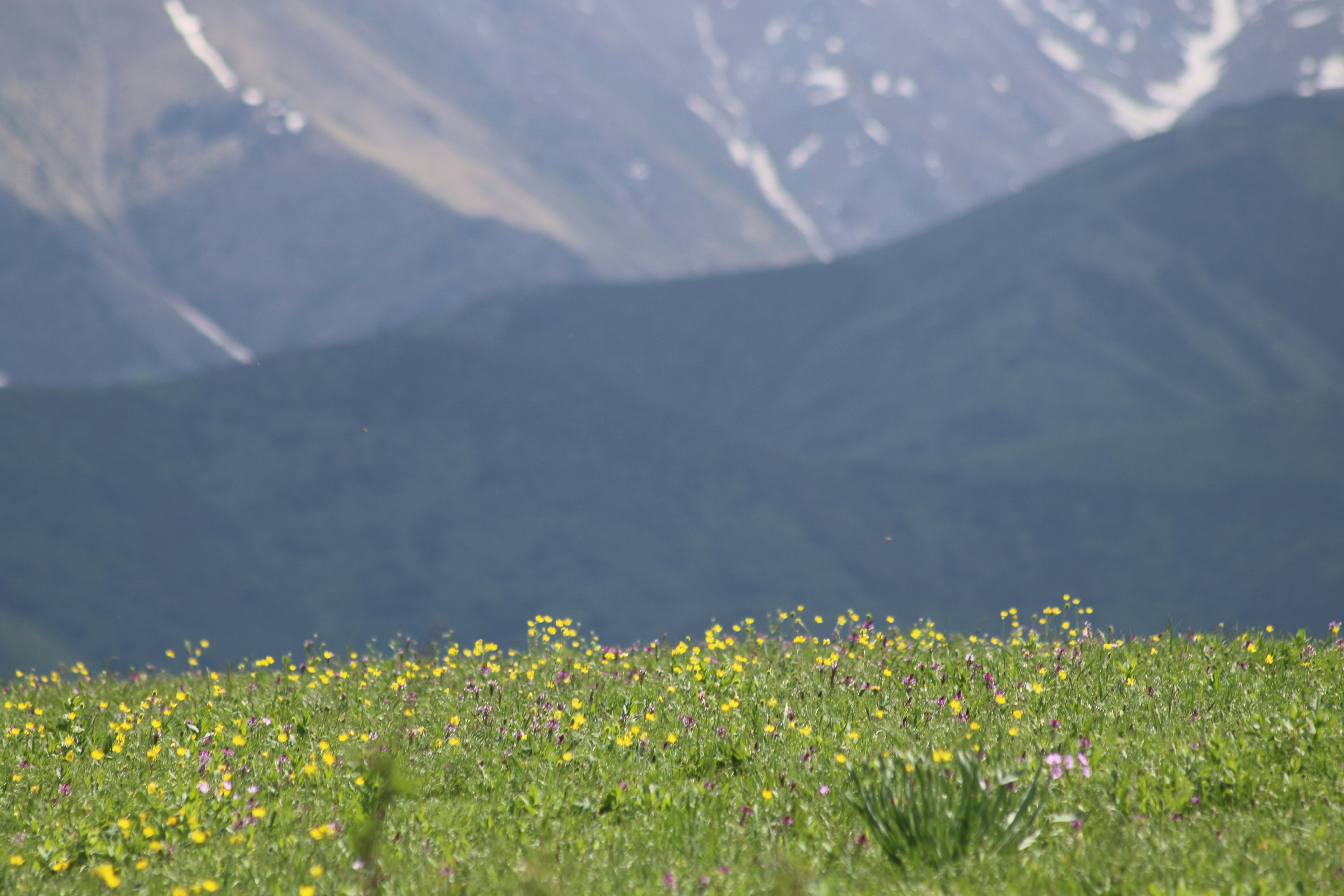 Alpine Meadow Bloom: Yellow Wildflowers Before Snowy Peaks