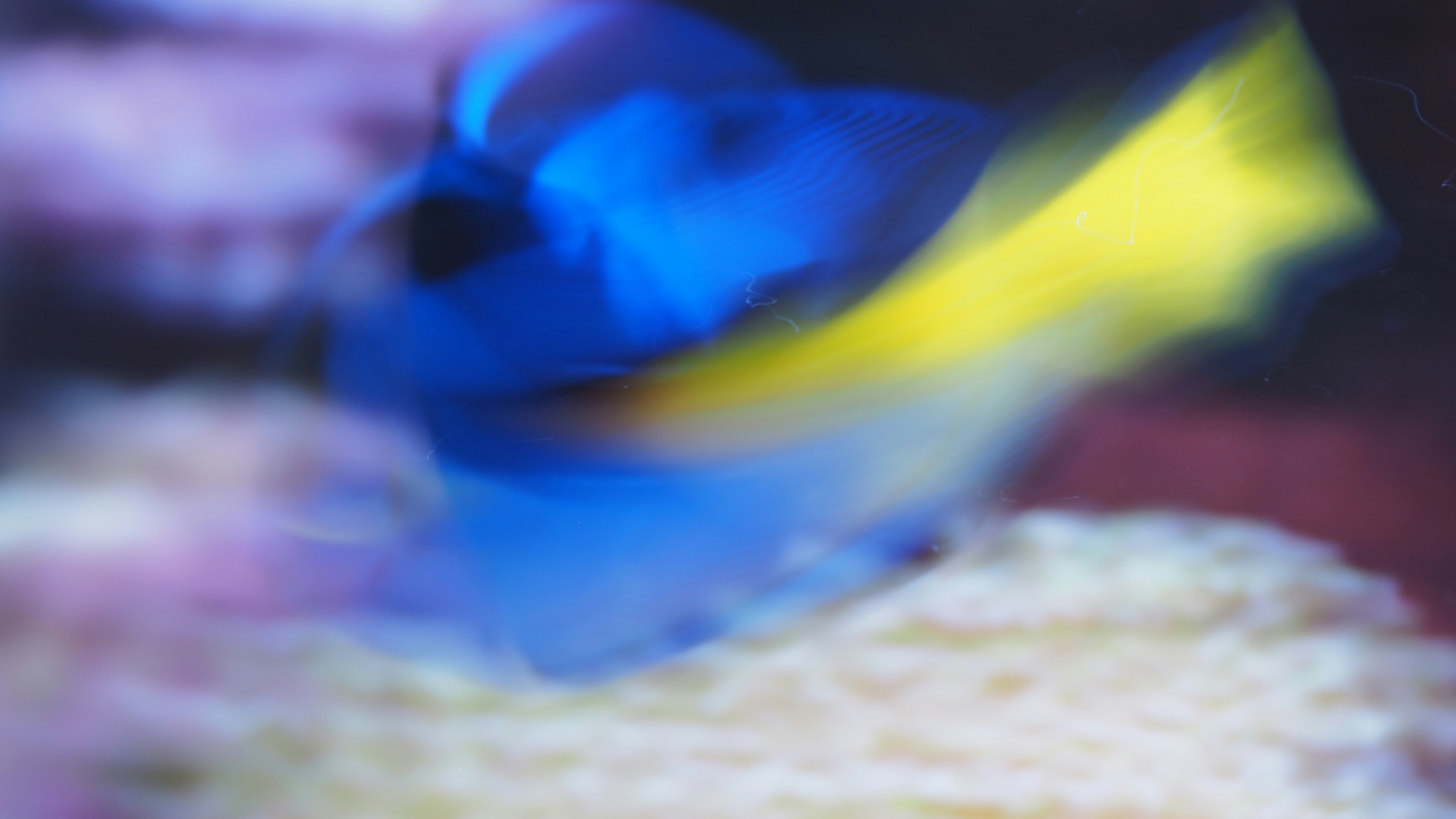 Dory Fish Pictures | Download Free Images on Unsplash
