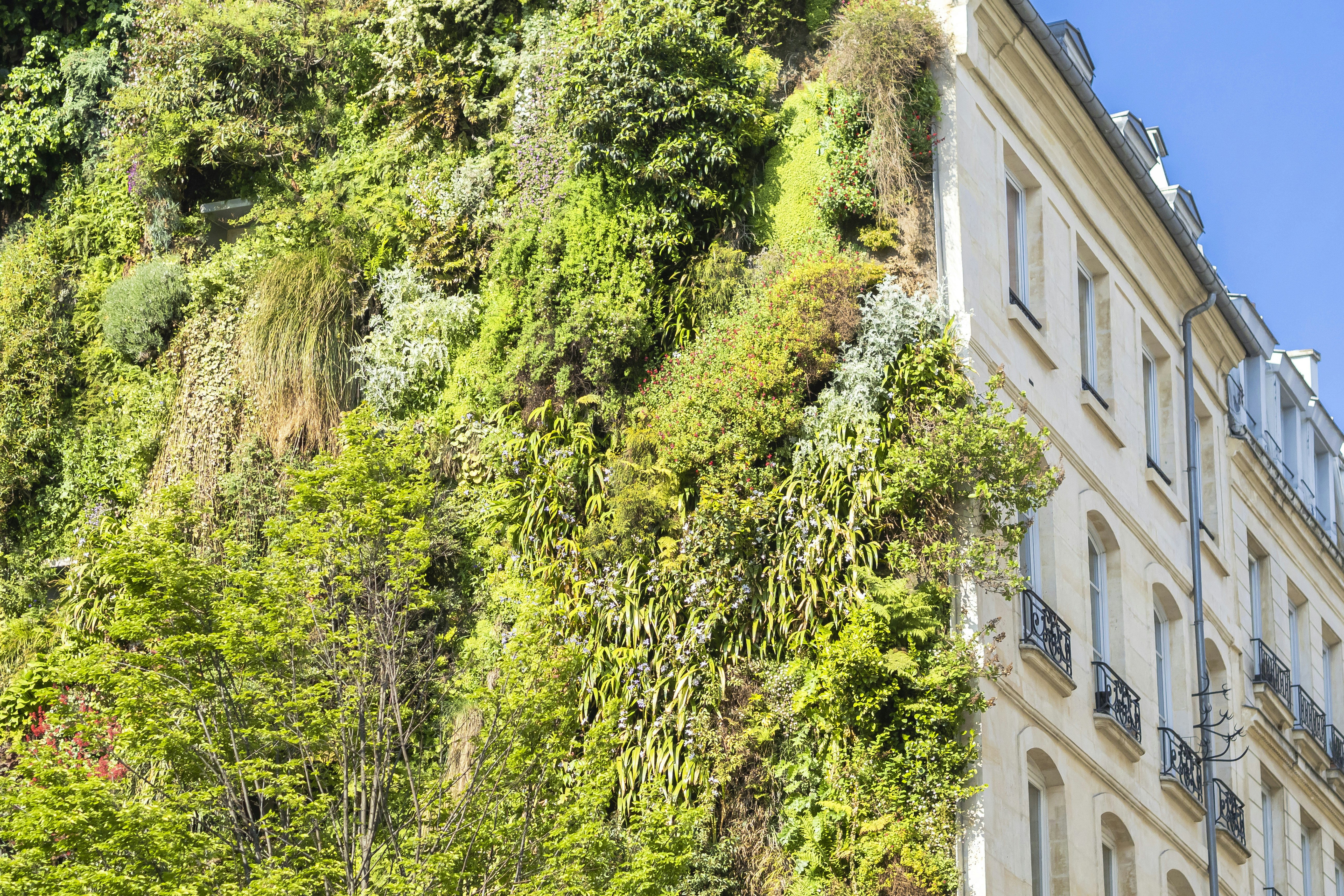 Ivy-Laced Facade Beside a Parisian Townhouse