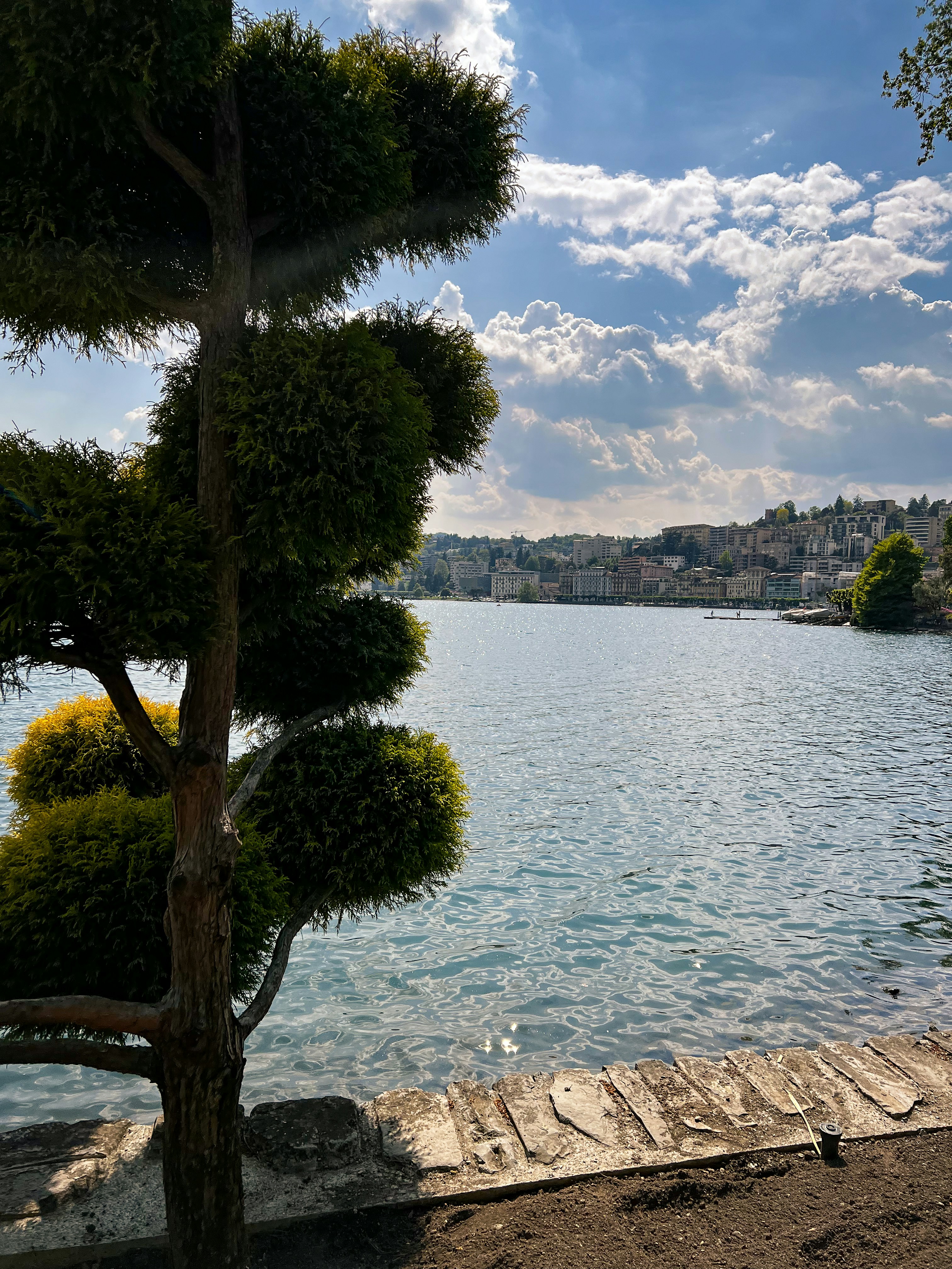 a tree next to a body of water