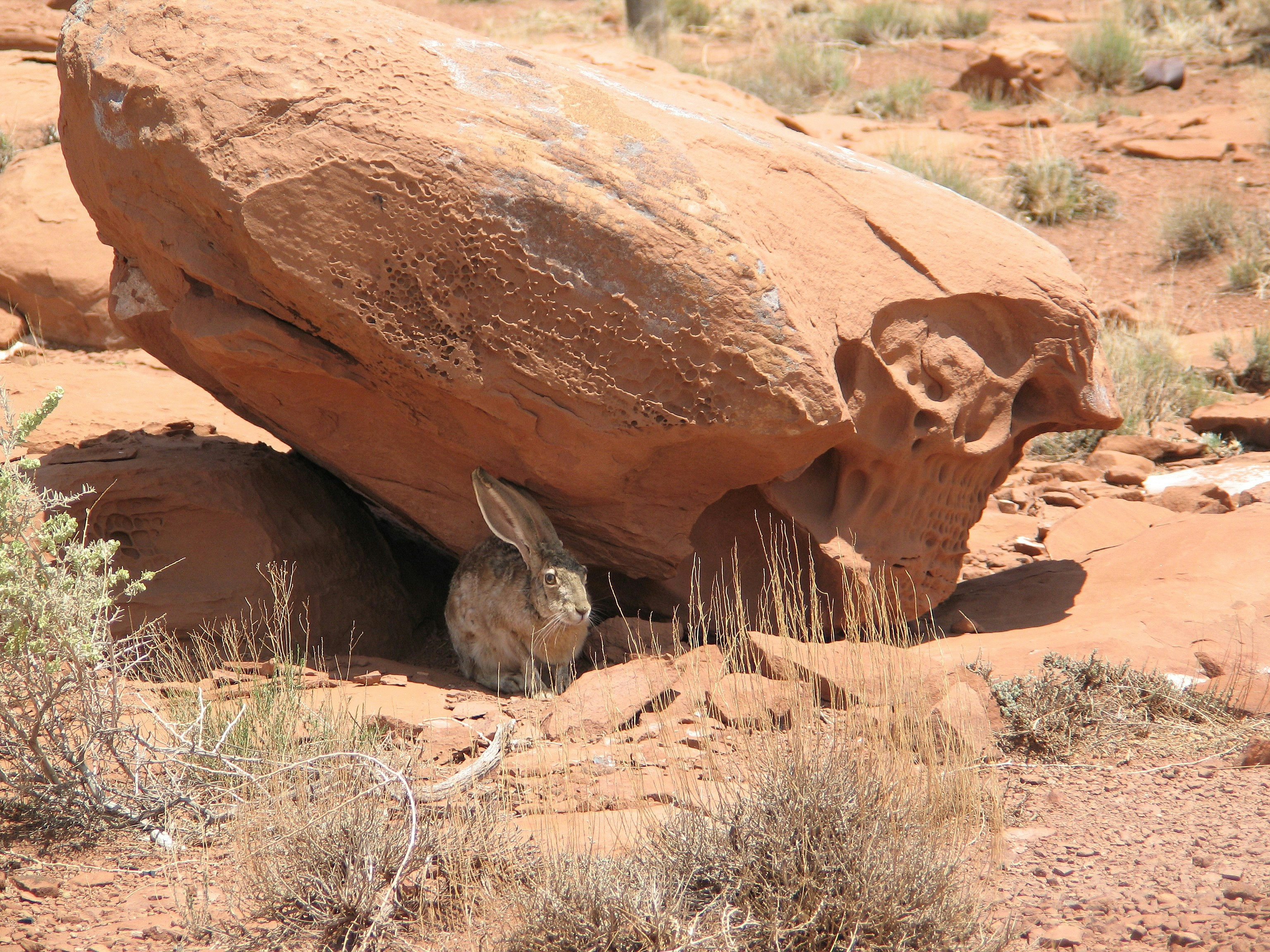 Shelter Beneath a Banded Sandstone Overhang
